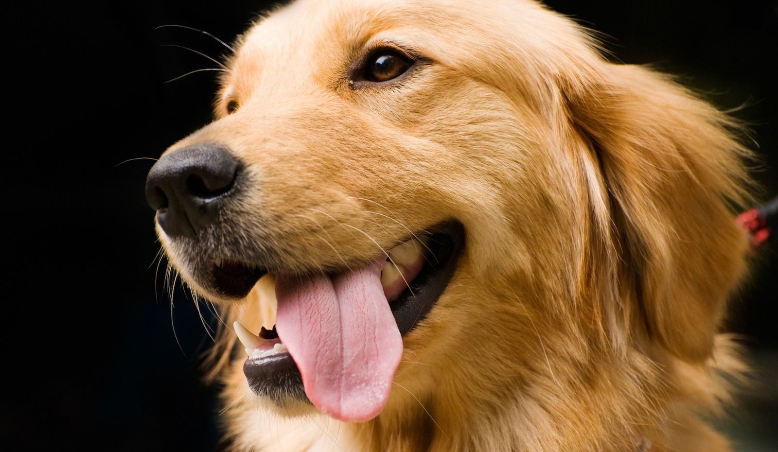 Le top 10 des races de chien du Club Canin canadien [galerie] — 96.9 CKOI