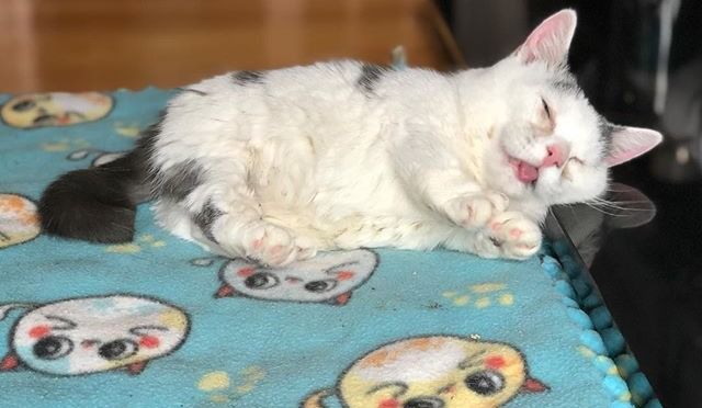 Meet “Potato”, the Stumpy Cat the Internet is falling in Love with ...