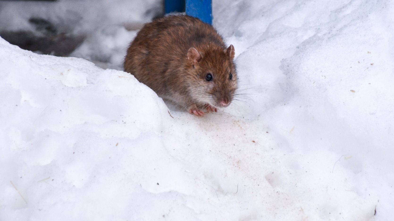 Entrevue avec l'exterminateur Nathaniel Leavey | Rats à Montréal : un ...