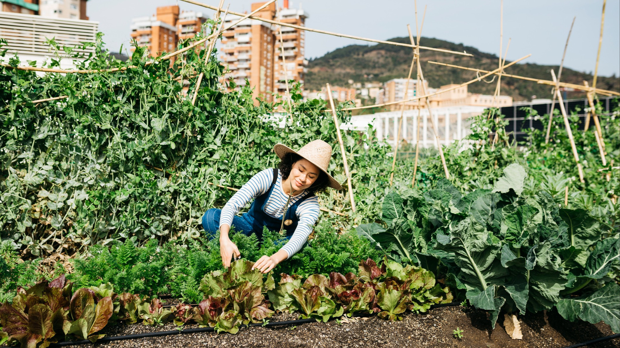 Expert du dimanche | Des conseils pour développer son pouce vert — 98.5 ...