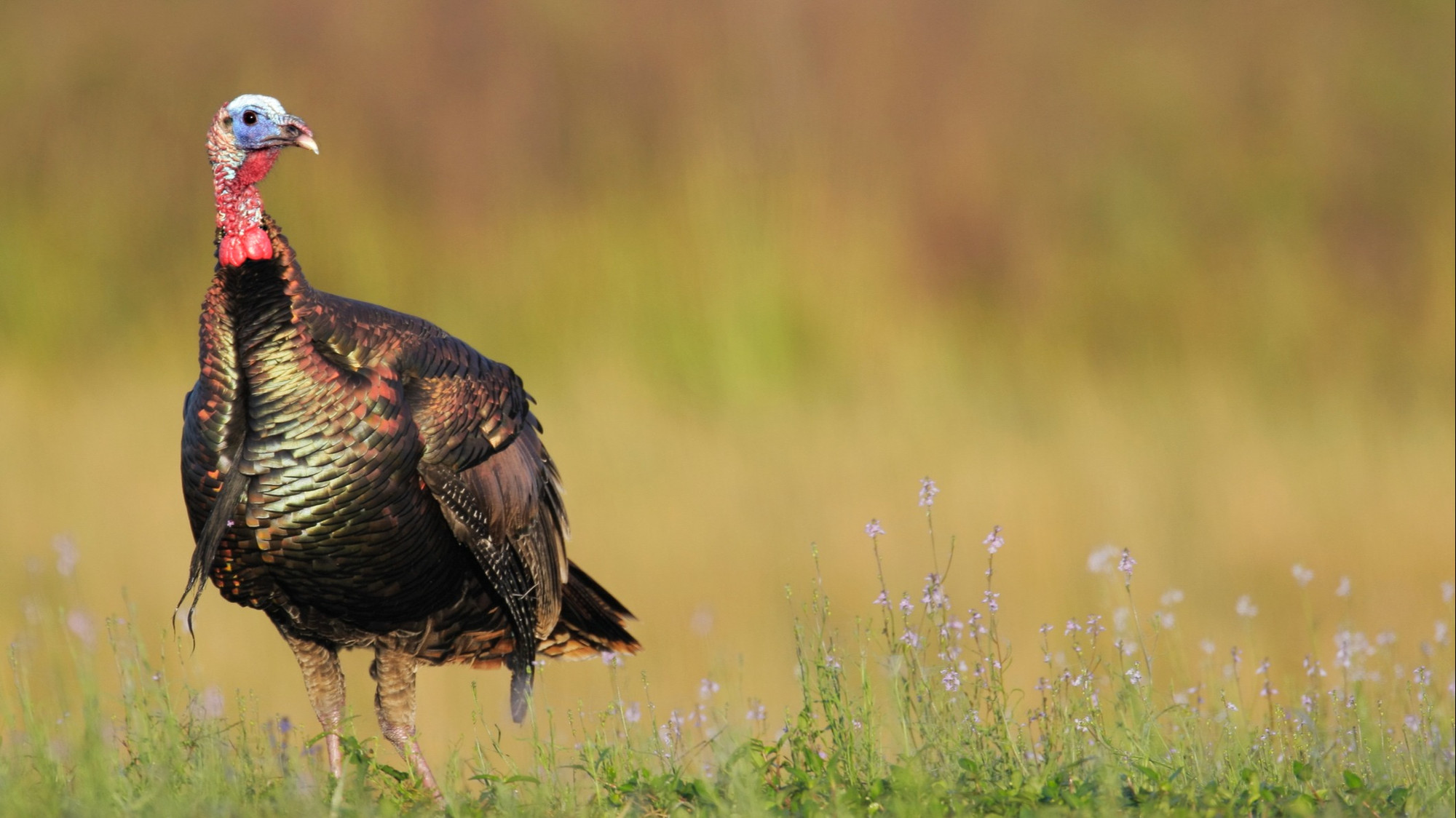 Des dindes sauvages aperçues en plein centre-ville! — 98.5 Montréal