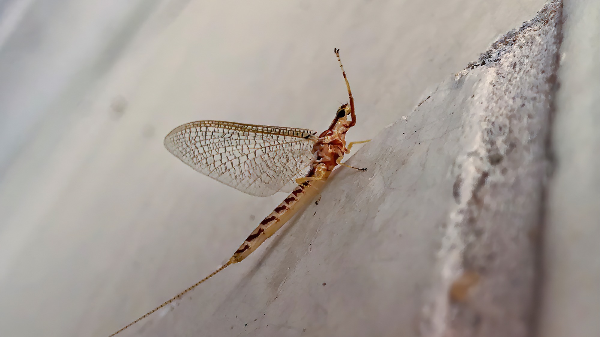Chronique biologie | C'est le retour de la manne — 98.5 Montréal
