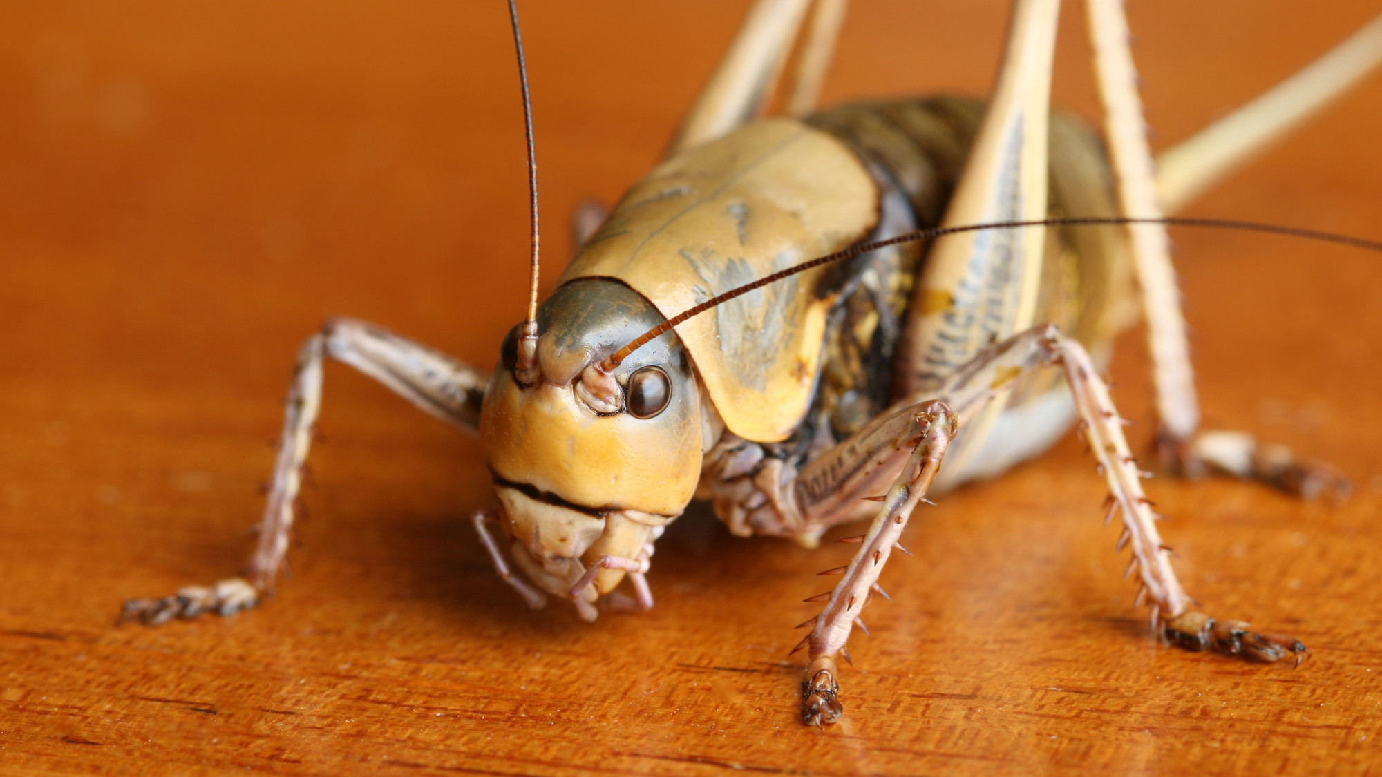 Chronique biologie | Une spectaculaire invasion de grillons au Nevada ...