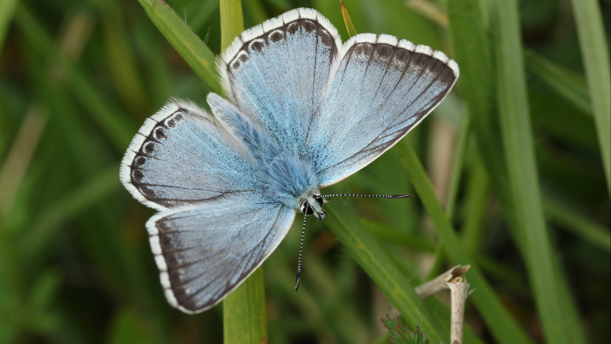 Des nouveaux papillons ici, en raison des changements climatiques — 98. ...