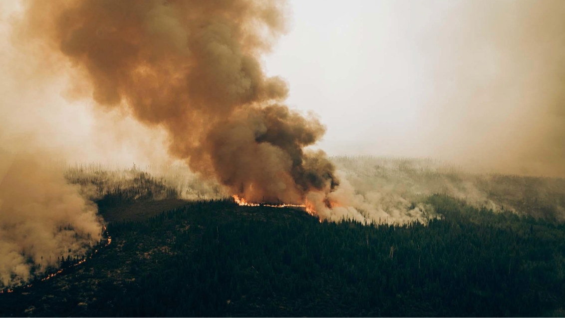 Incendies de forêt au Québec | «Un million d’hectares de forêt ont ...