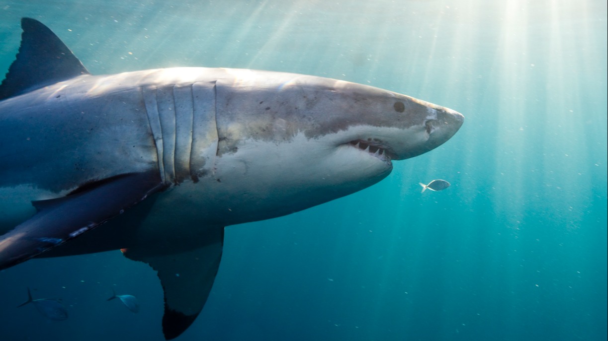 Un requin blanc vu au large de Gaspé | «L'être humain n'est pas une ...