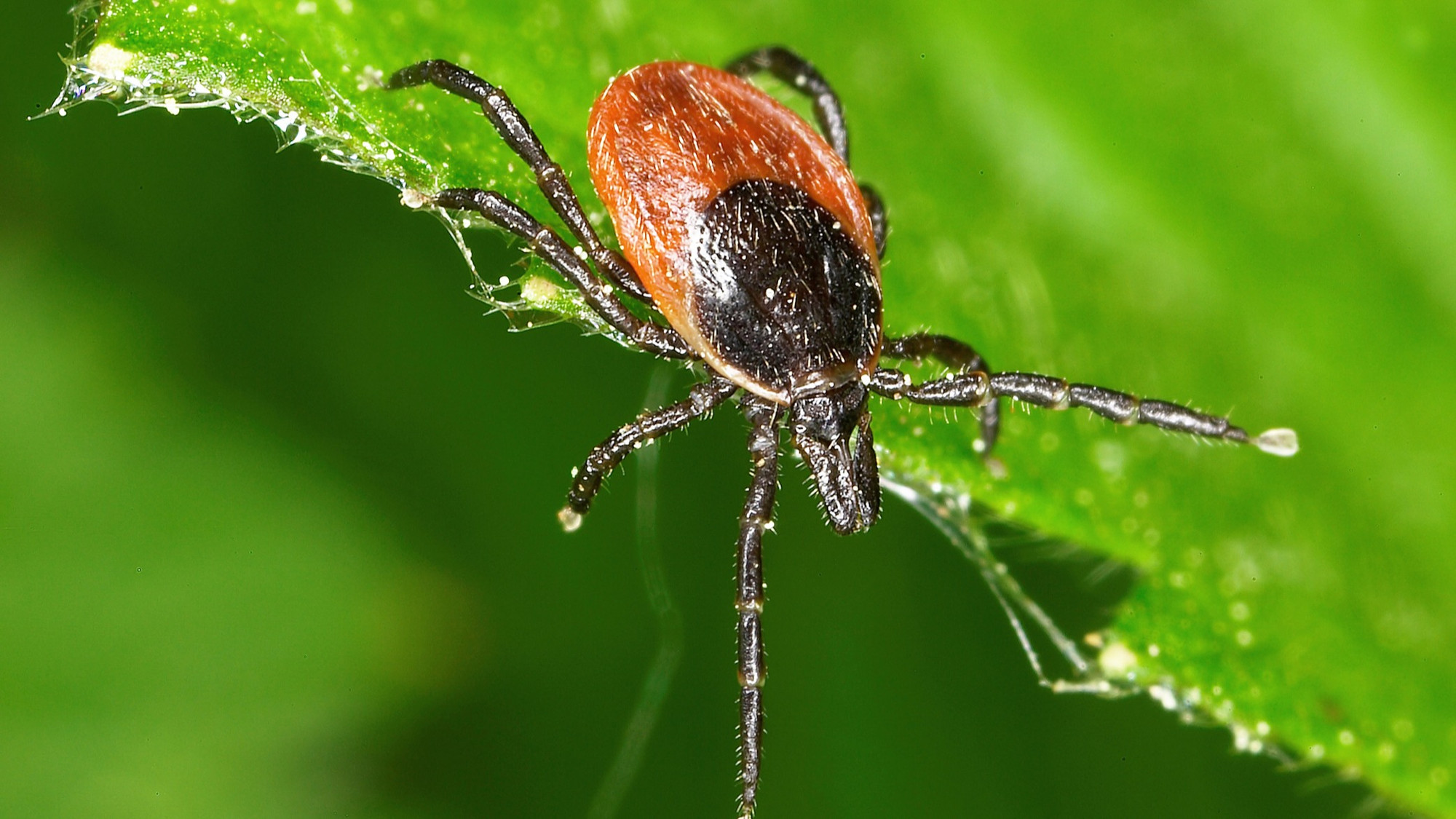 Maladie de Lyme | Les tiques semblent gagner du terrain au Québec ...