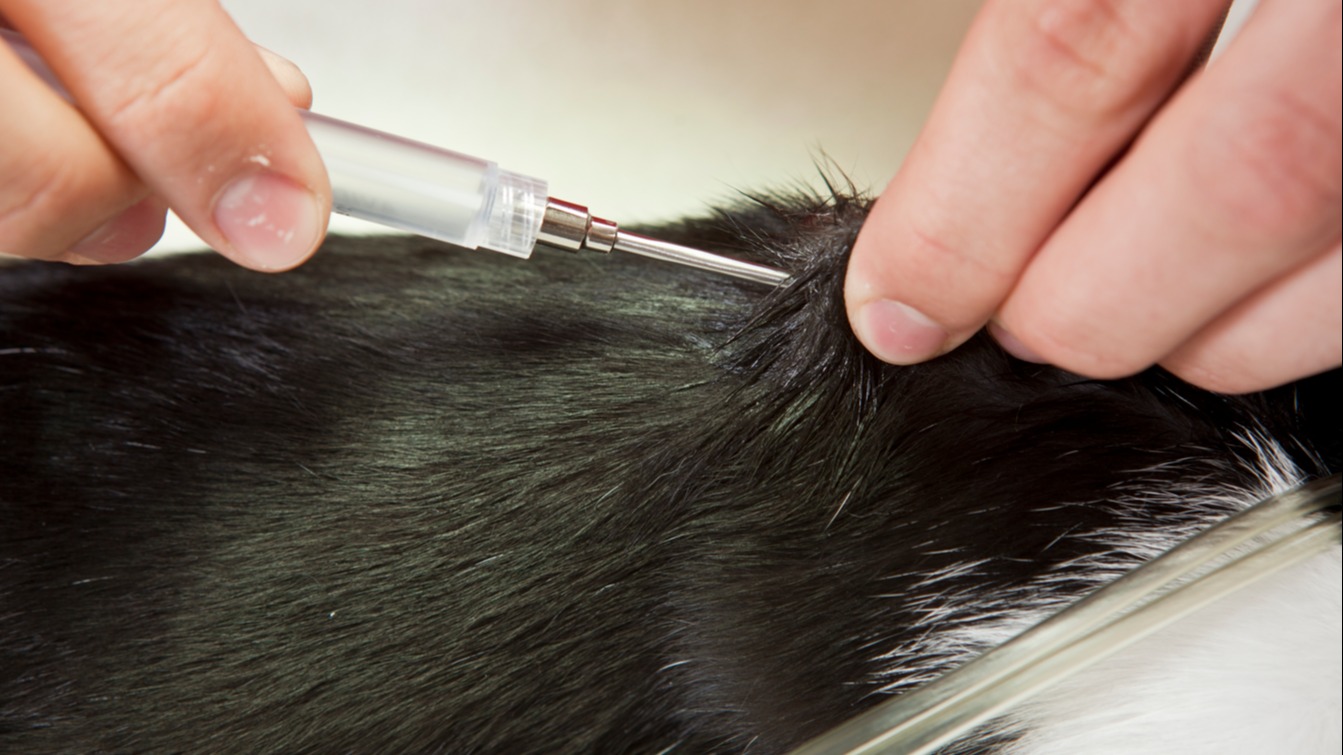 Le micropuçage devrait-il être obligatoire chez les animaux? — 98.5 ...