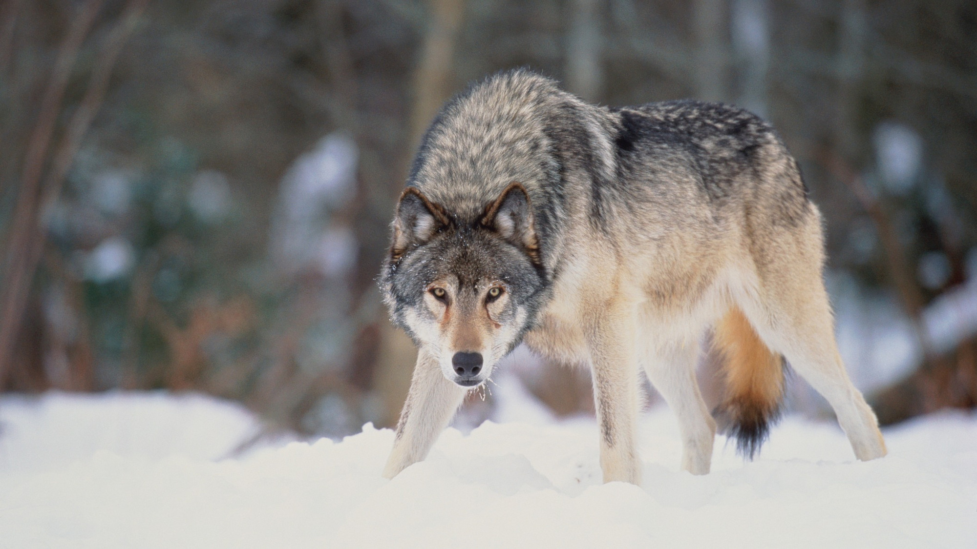 Chronique biologique | L'incroyable résurgence du loup — 98.5 Montréal