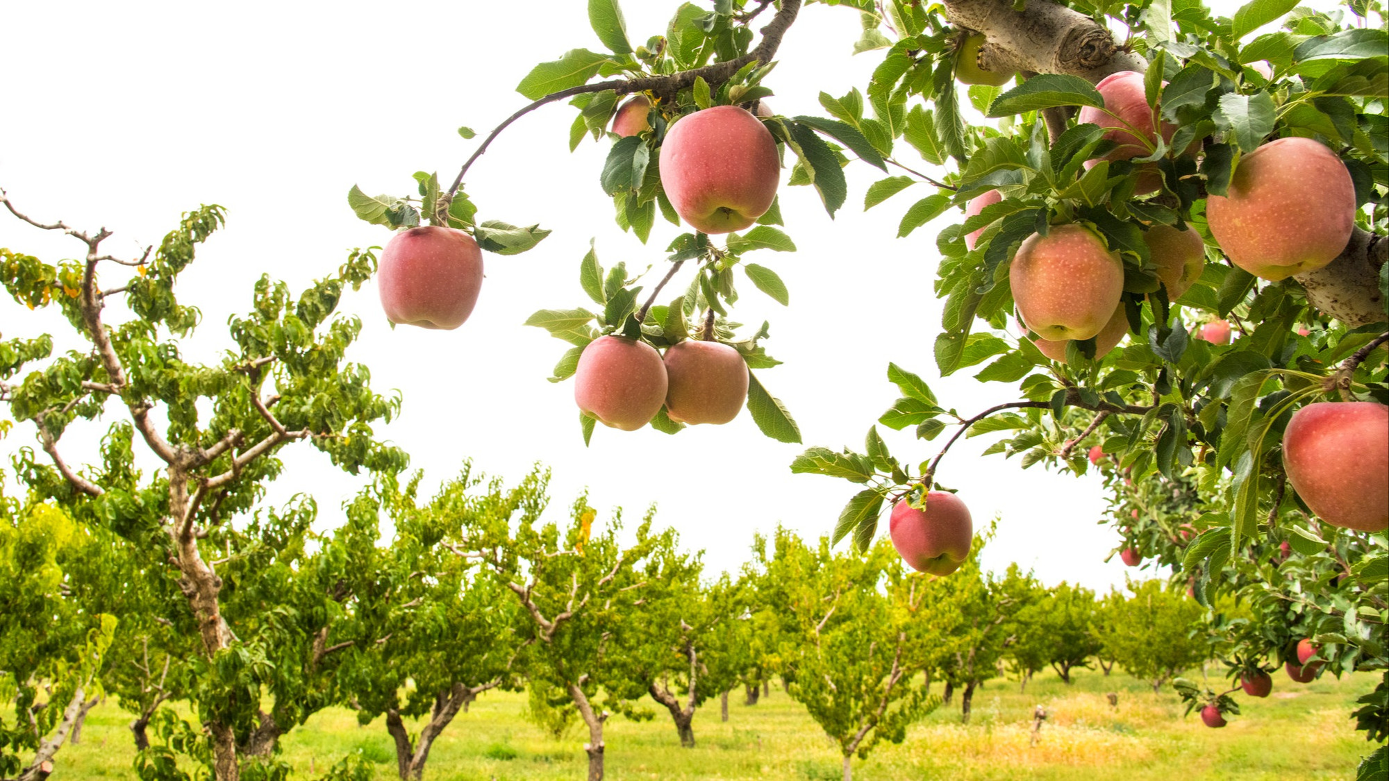 De nombreuses pommes croquées une fois et jetées | Le propriétaire d'un ...