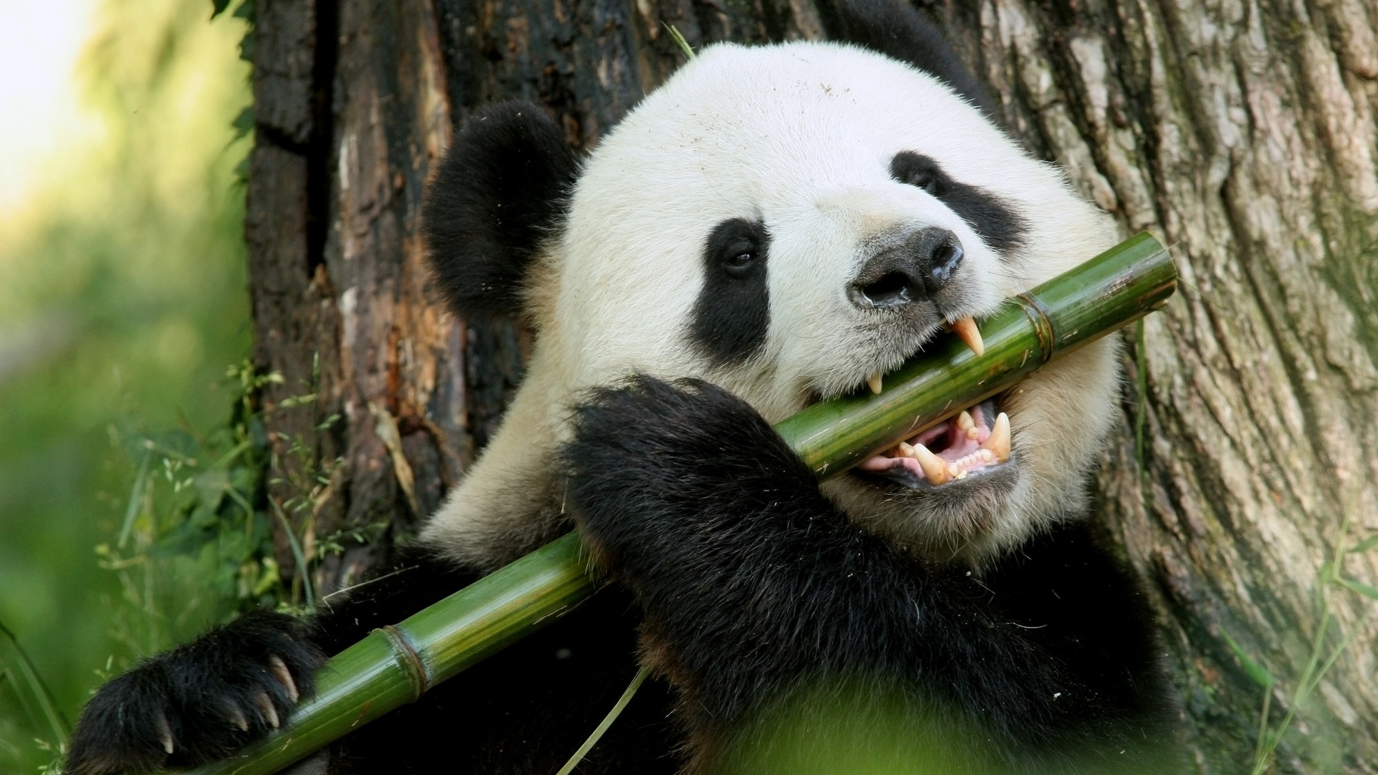 Comment le panda est-il utilisé comme objet diplomatique? — 98.5 Montréal