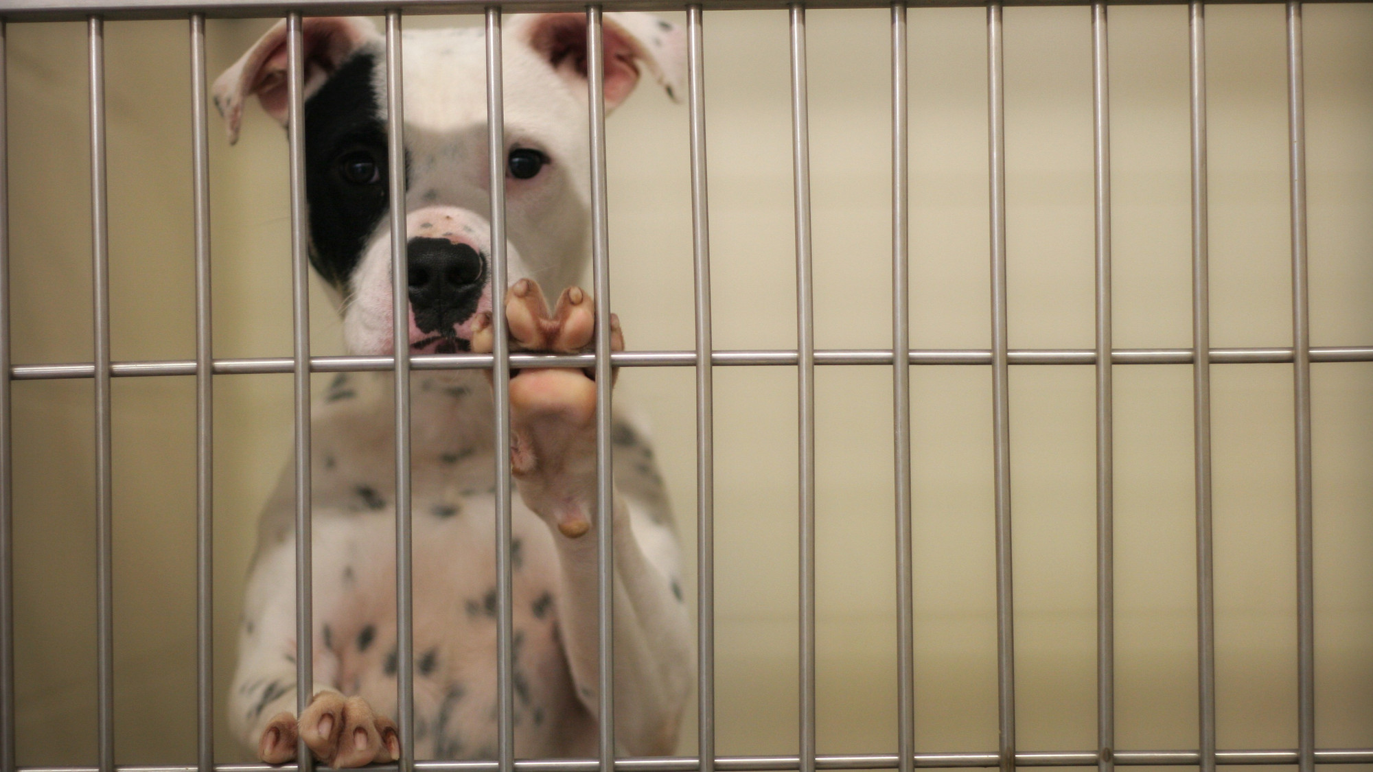 1000 animaux abandonnés de plus qu'en 2022 | La SPCA va offrir l ...