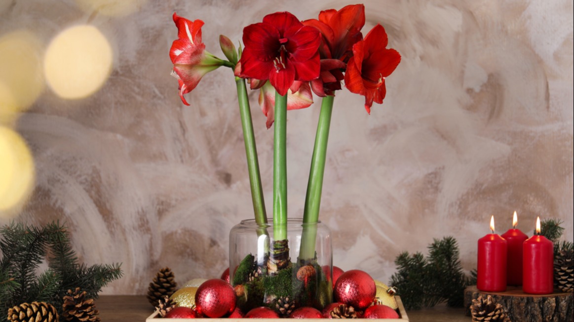 Chevreuils et amaryllis avec Pierre Gingras — 98.5 Montréal