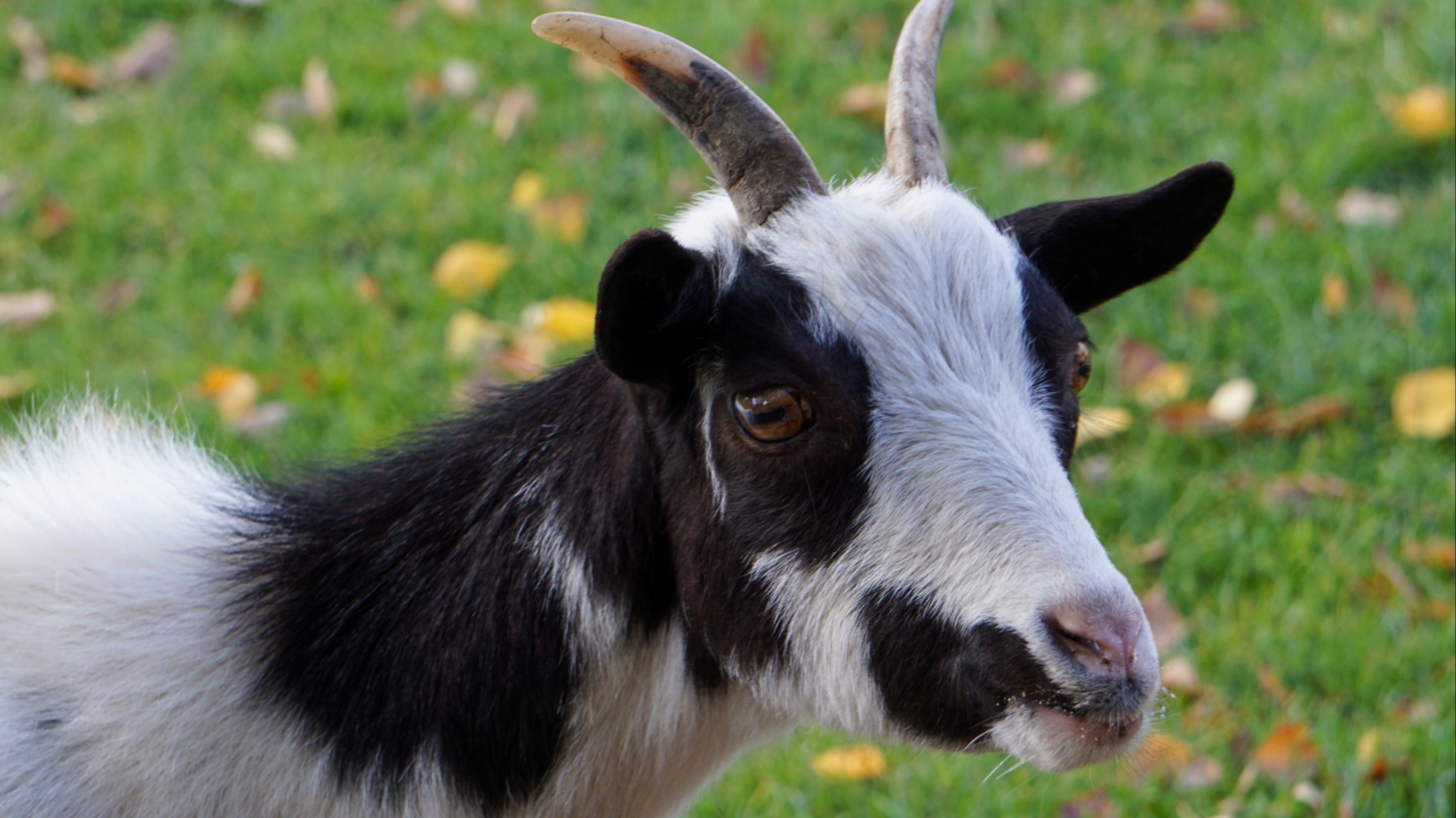 Chronique biologie | Les bizarreries du monde animal — 98.5 Montréal