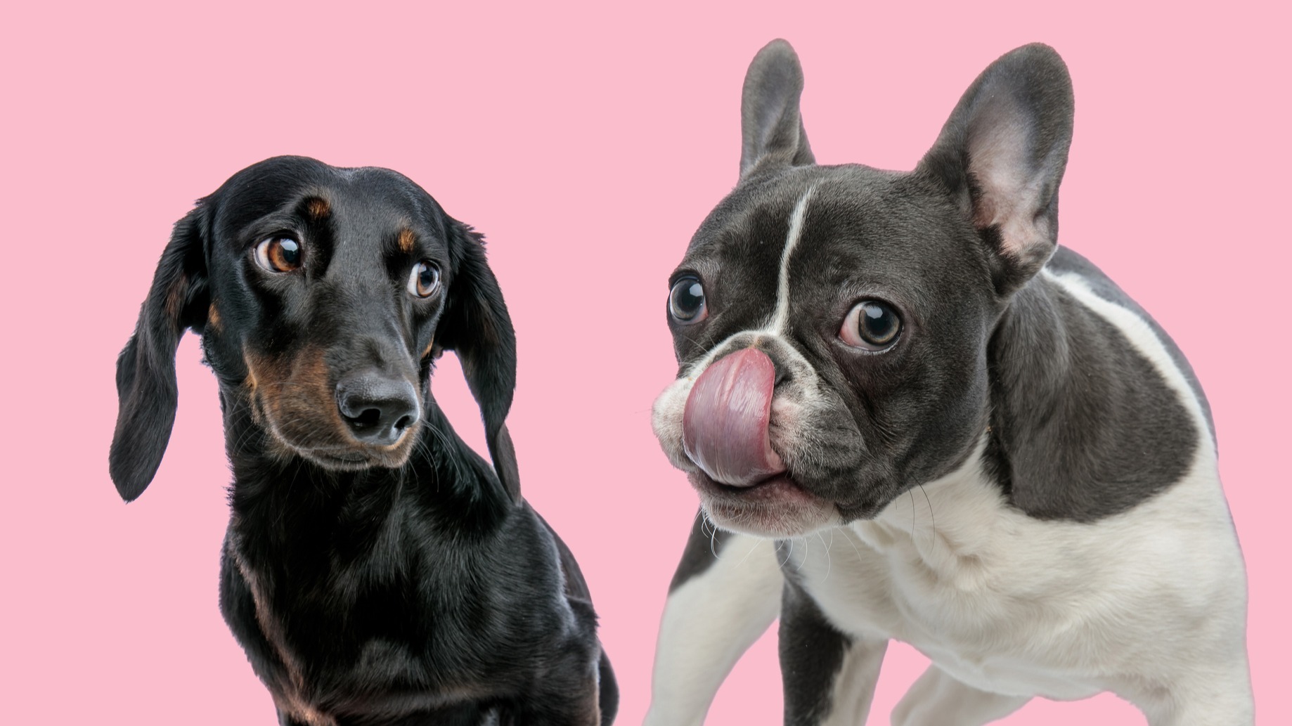 Quand le museau fait la différence | Quelle est l'espérance de vie de ...