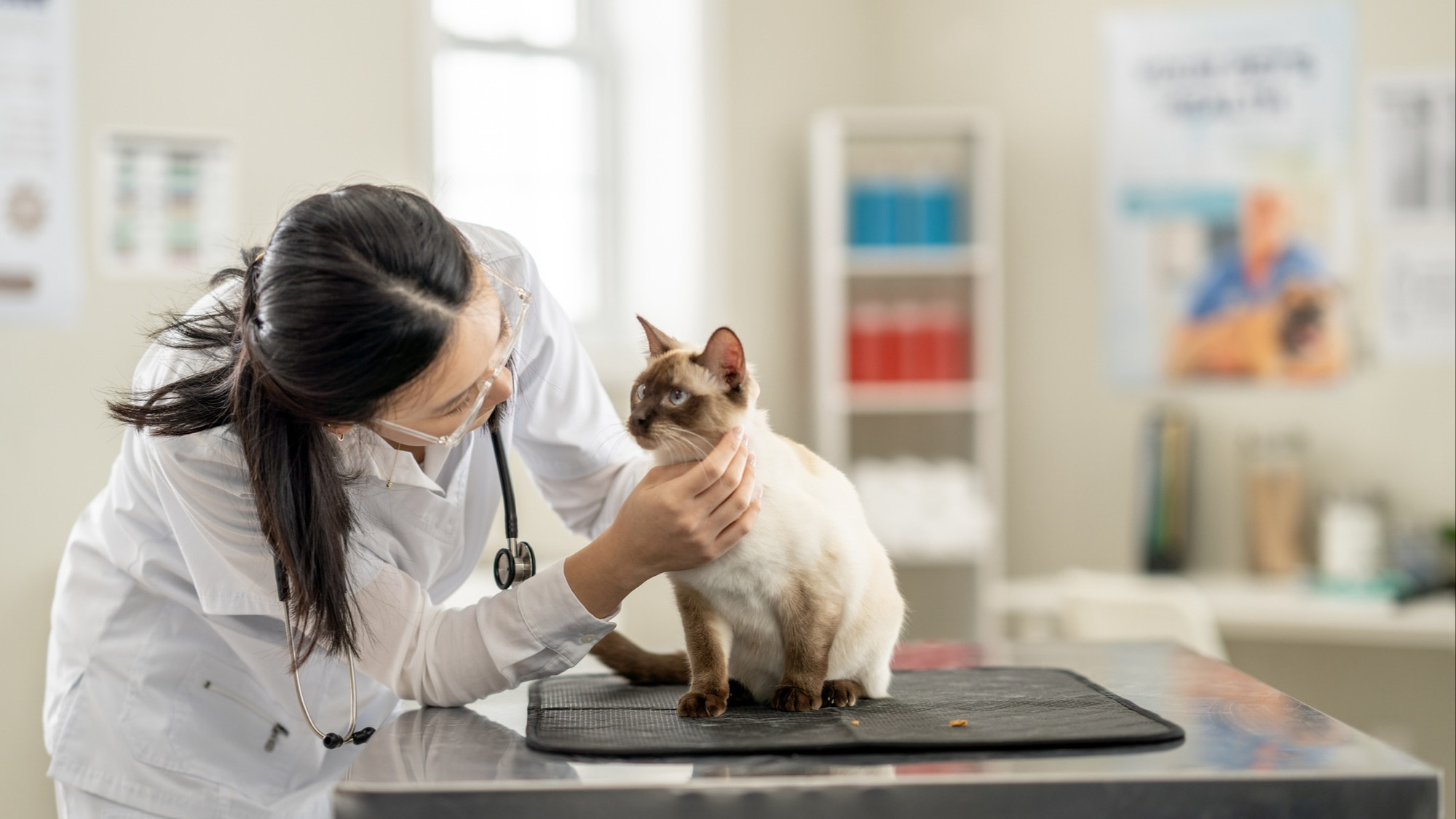Interdiction de plusieurs chirurgies esthétiques vétérinaires au Québec ...
