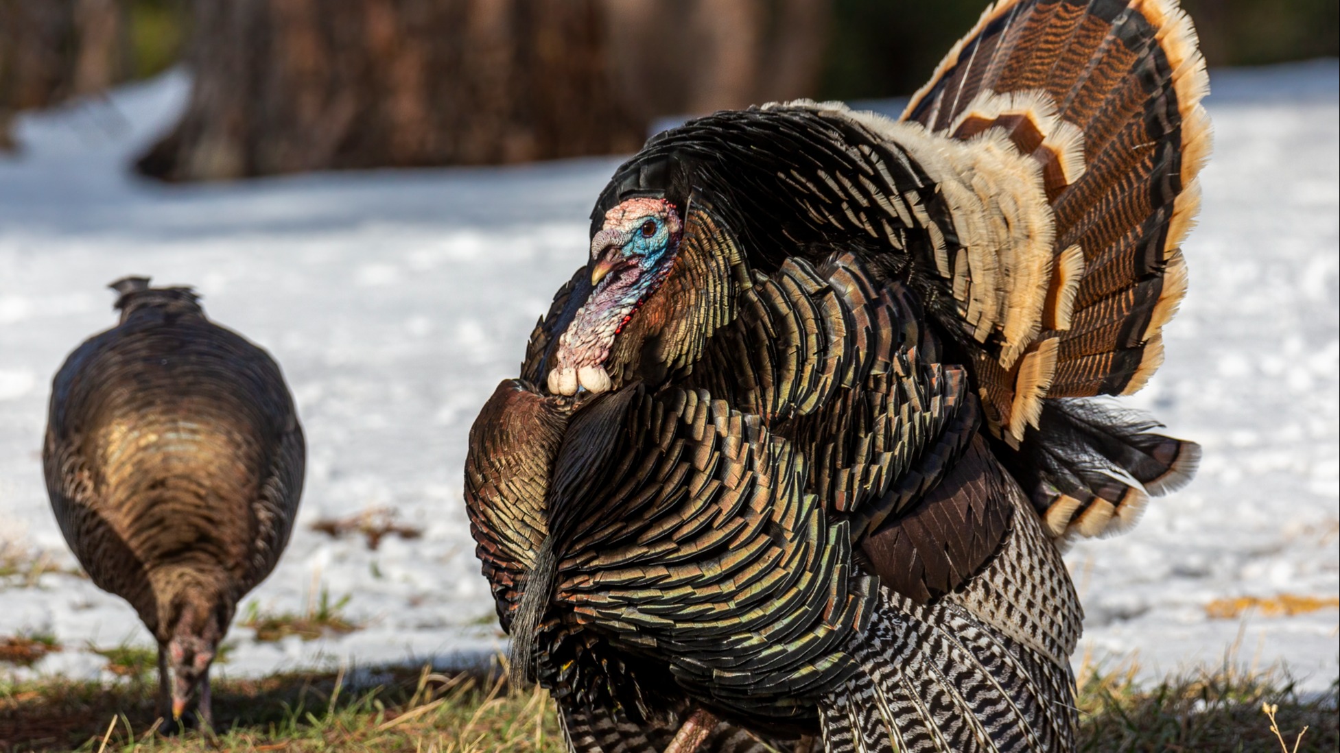 A-t-on raison d’avoir peur des dindons sauvages? — 98.5 Montréal