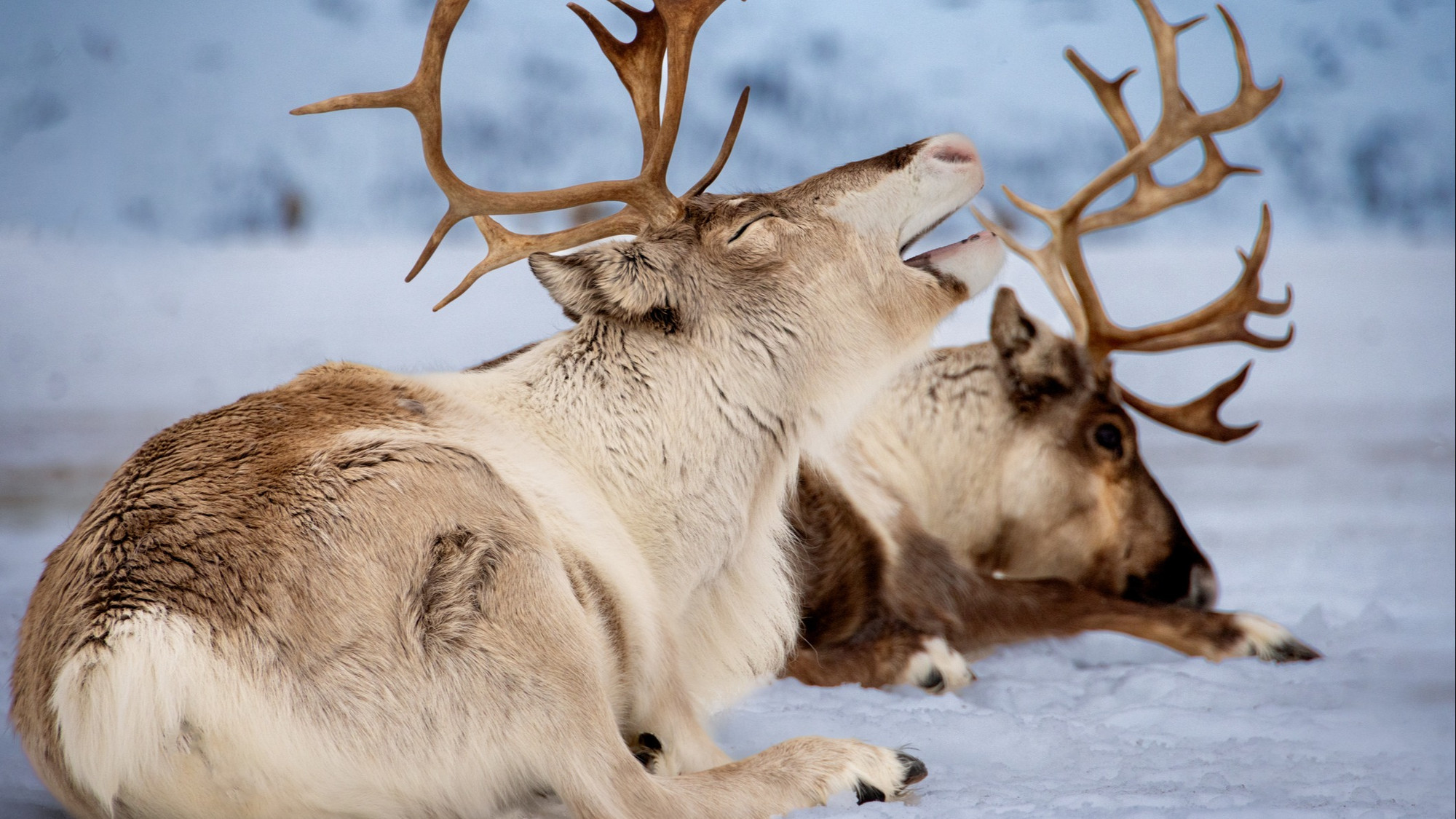 Des caribous seront relocalisés à Val d'Or — 98.5 Montréal