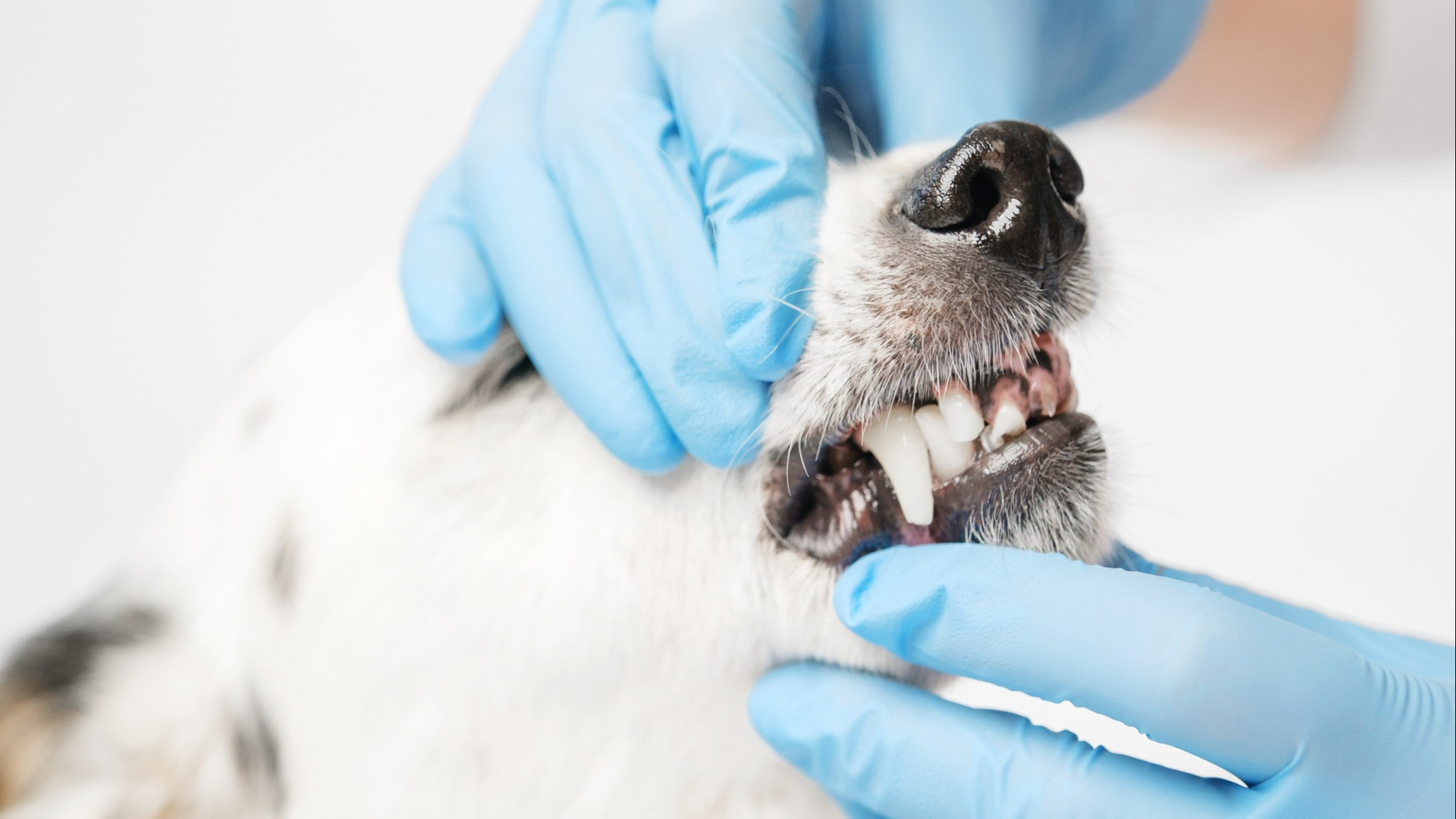 Votre animal a-t-il une bonne hygiène buccale? — 98.5 Montréal