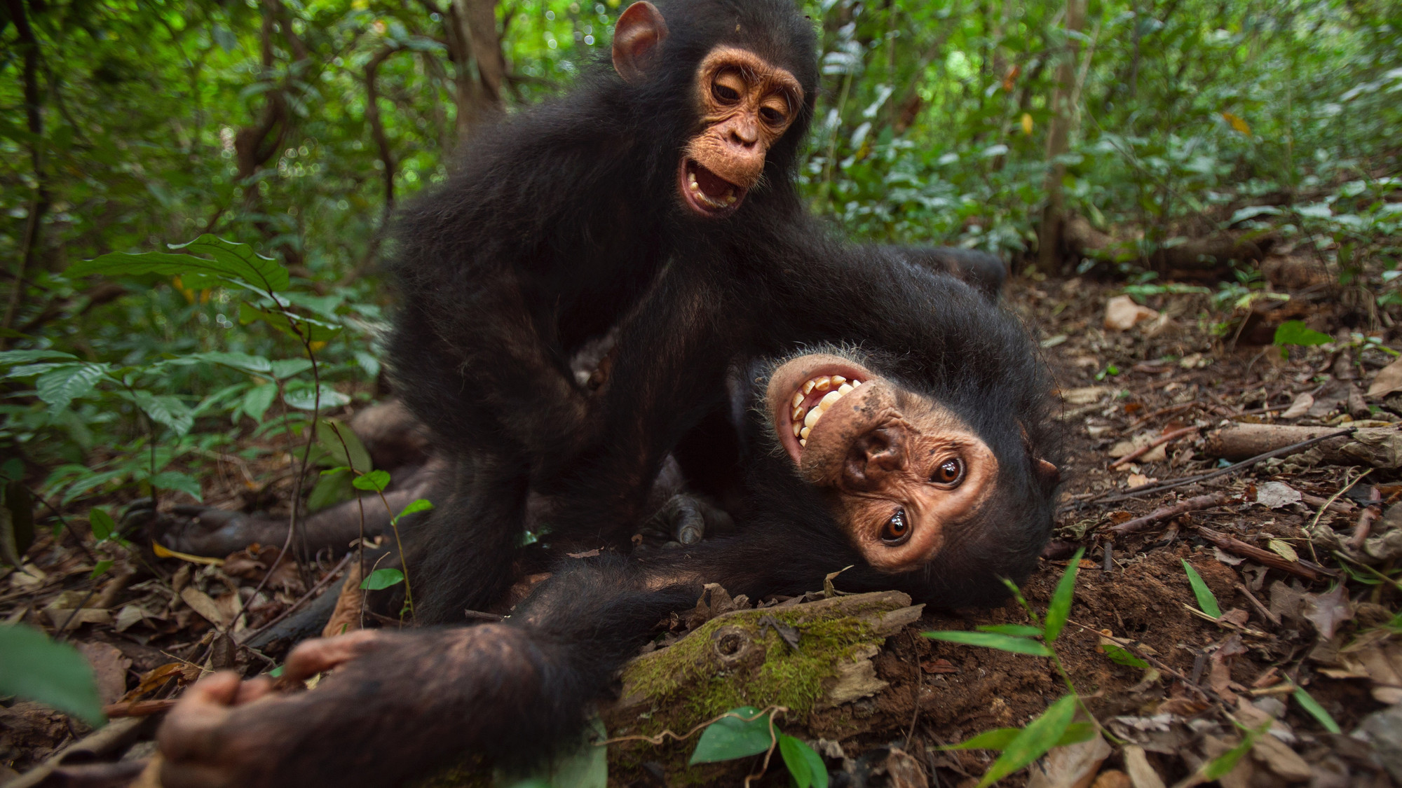 L'incroyable étreinte entre Jane Goodall et Wounda, un chimpanzé ...