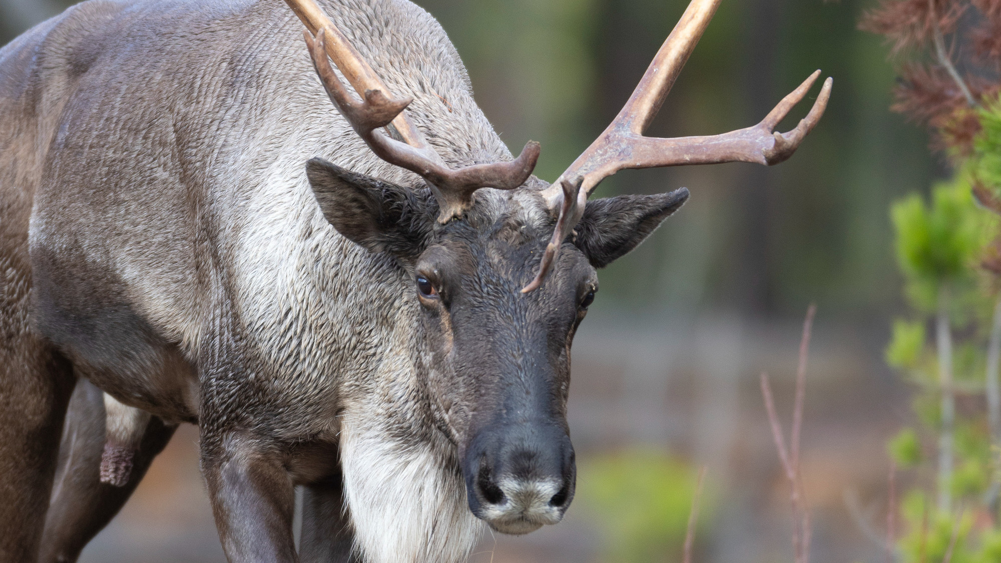 Deux caribous aperçus dans des villages au Lac-St-Jean — 98.5 Montréal