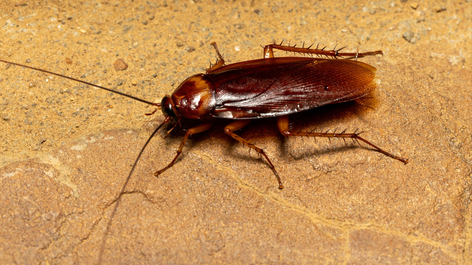 Quand les coquerelles envahissent nos établissements de santé — 98.5 ...