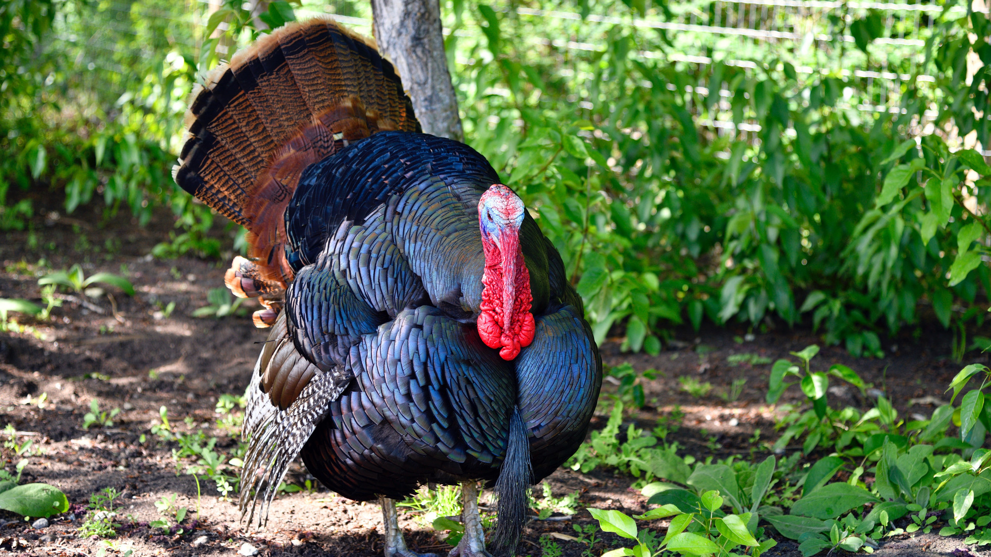 Connaissez-vous l’histoire du dindon sauvage? — 98.5 Montréal