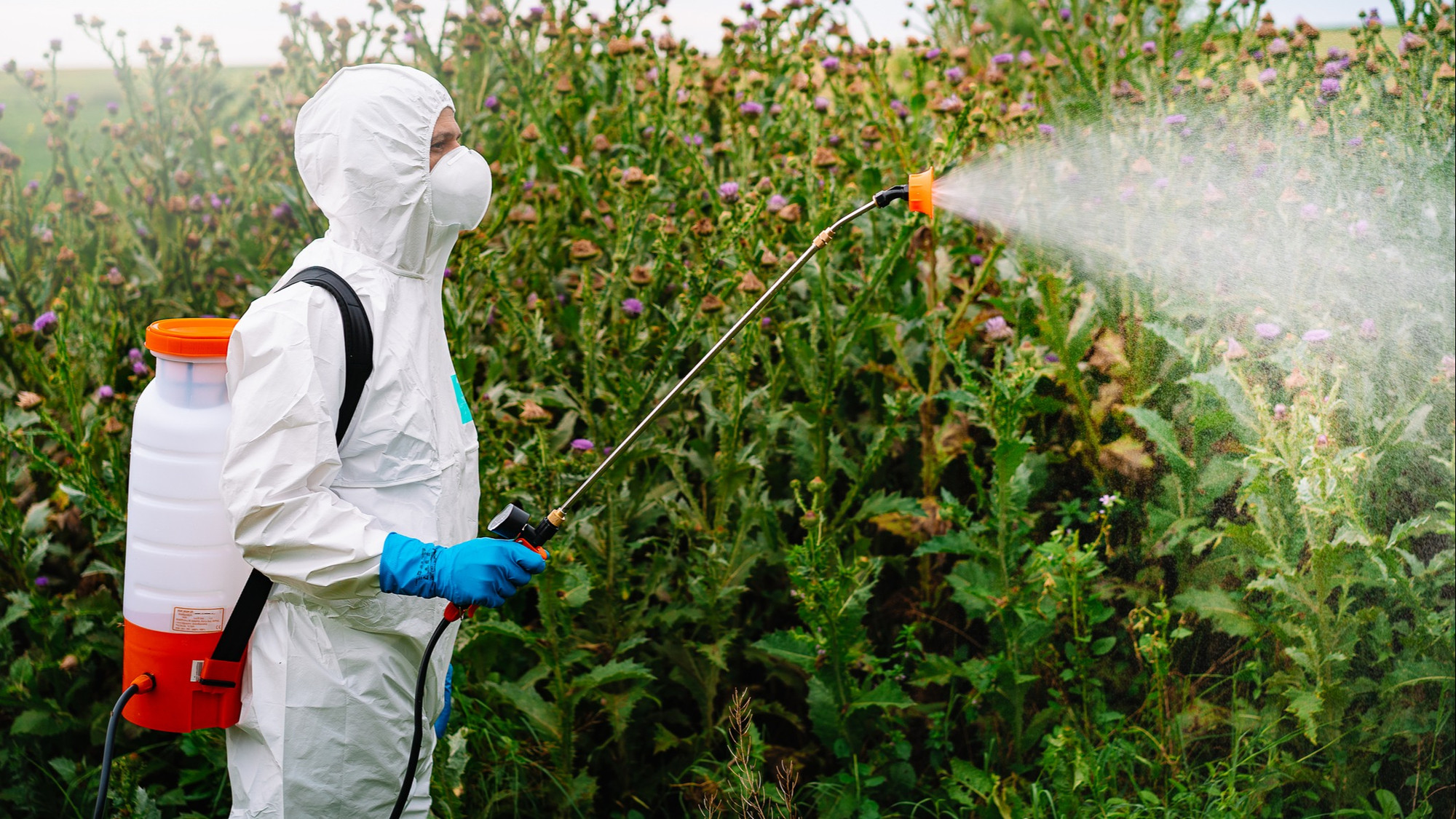 L'herbicide le plus populaire | Roundup: «Ça tue les mauvaises herbes ...