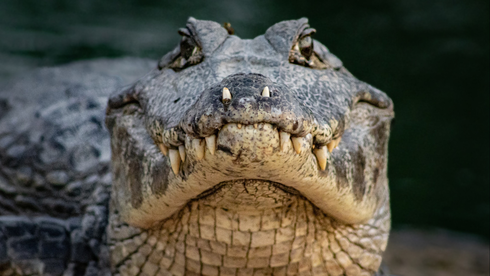 La chronique biologie | Un crocodile sème la terreur au Burundi — 98.5 ...
