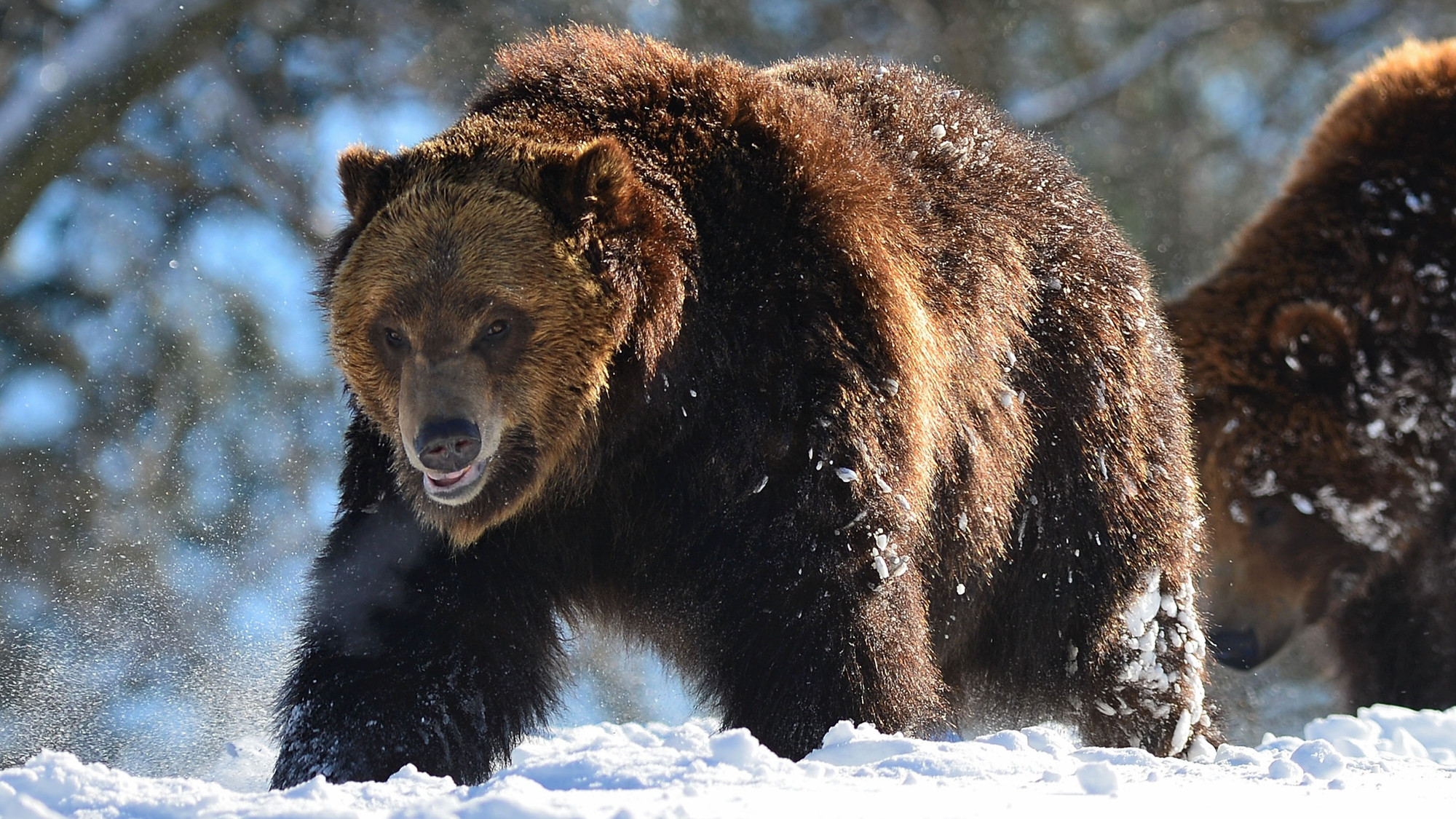 La chronique biologique | Le grizzly, l'animal le plus meurtrier en ...