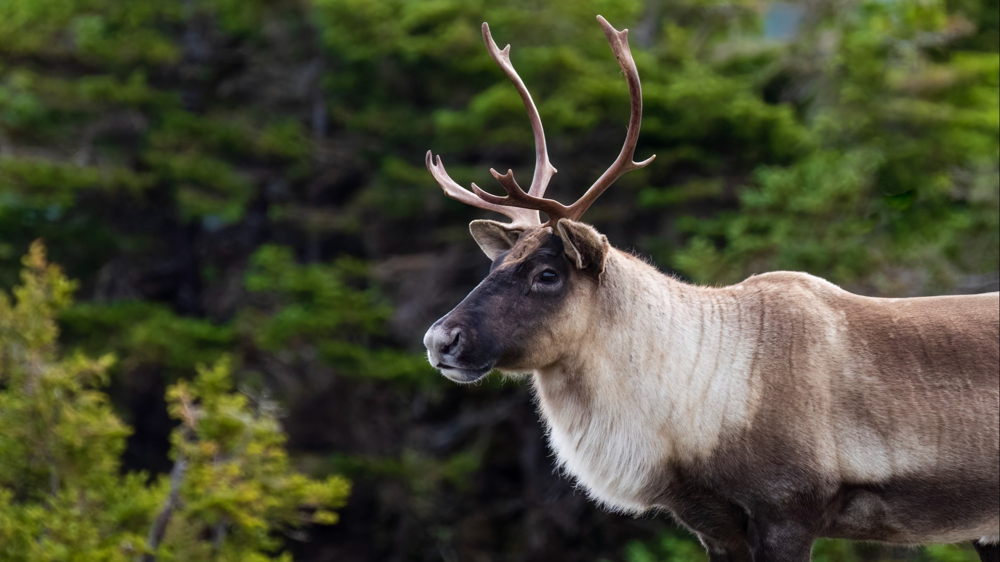 Protéger le caribou forestier, mais à quel prix? | «Le décret cache ...