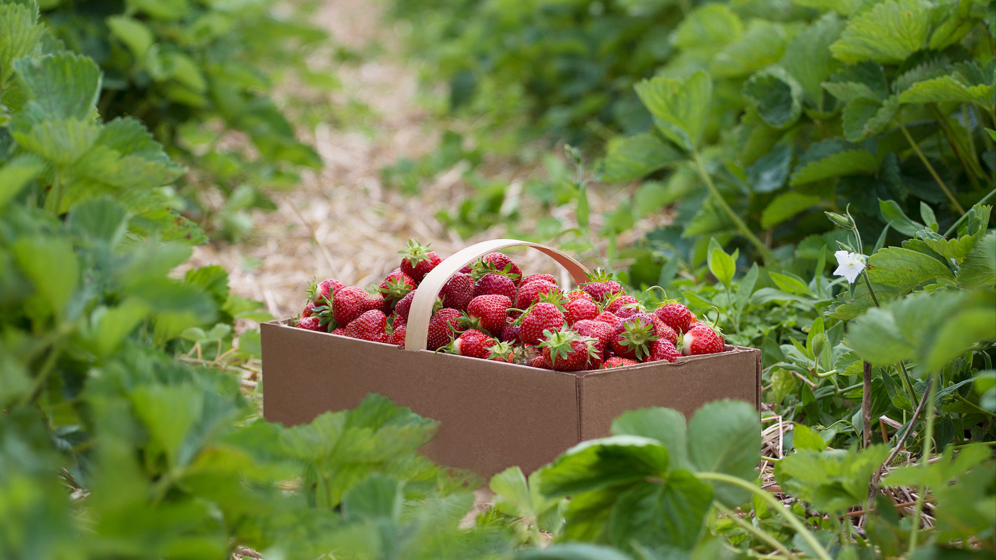 Comment se déroule la saison des fraises au Québec? — 98.5 Montréal