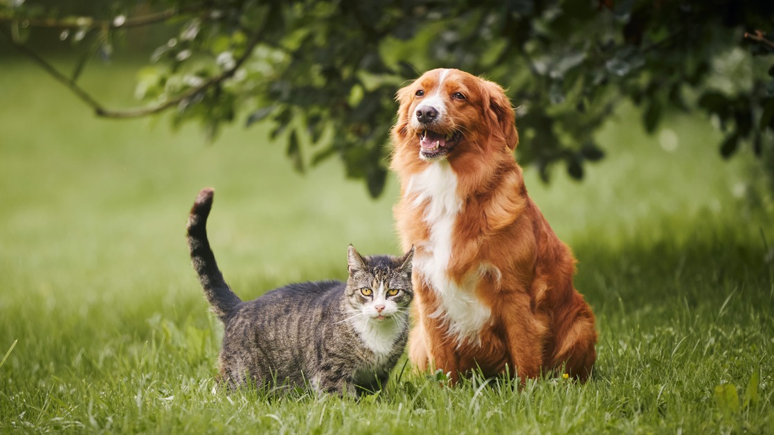Canicule: que fait-on avec les animaux de compagnie? — 98.5 Montréal