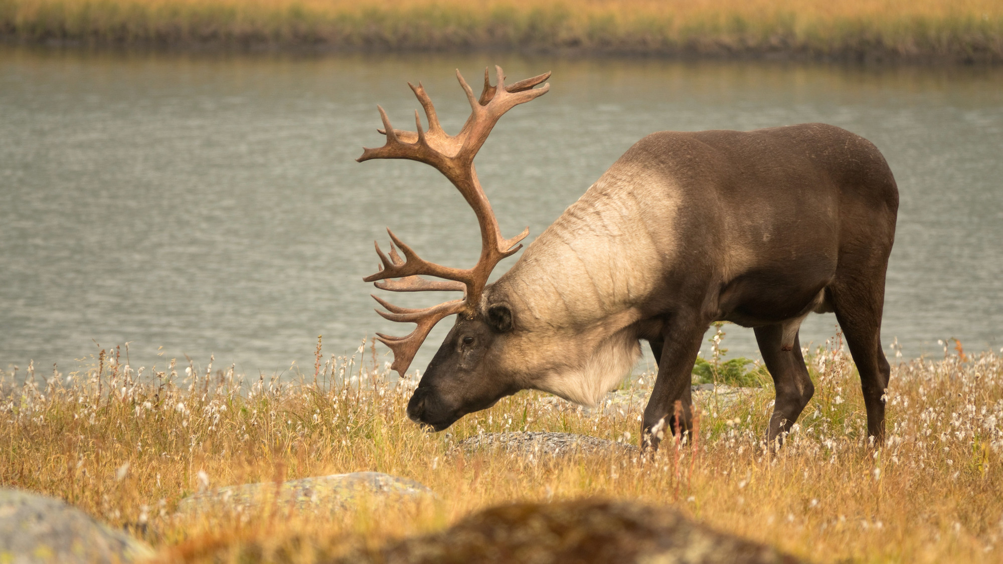Un décret afin de protéger son habitat | Le caribou, «l'indicateur ...