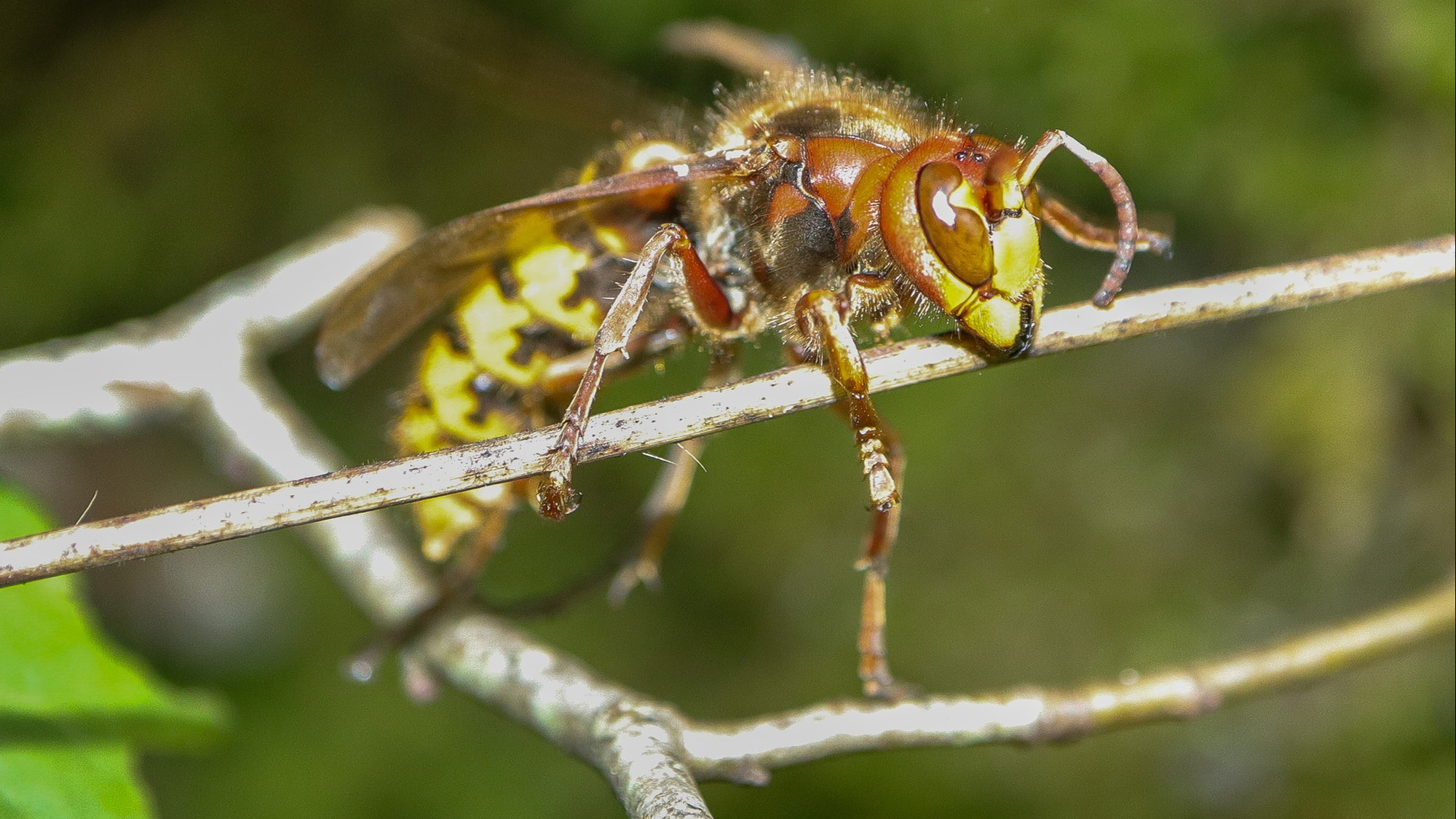Elles survivent à l'hiver | Frelon européen: des guêpes géantes se ...