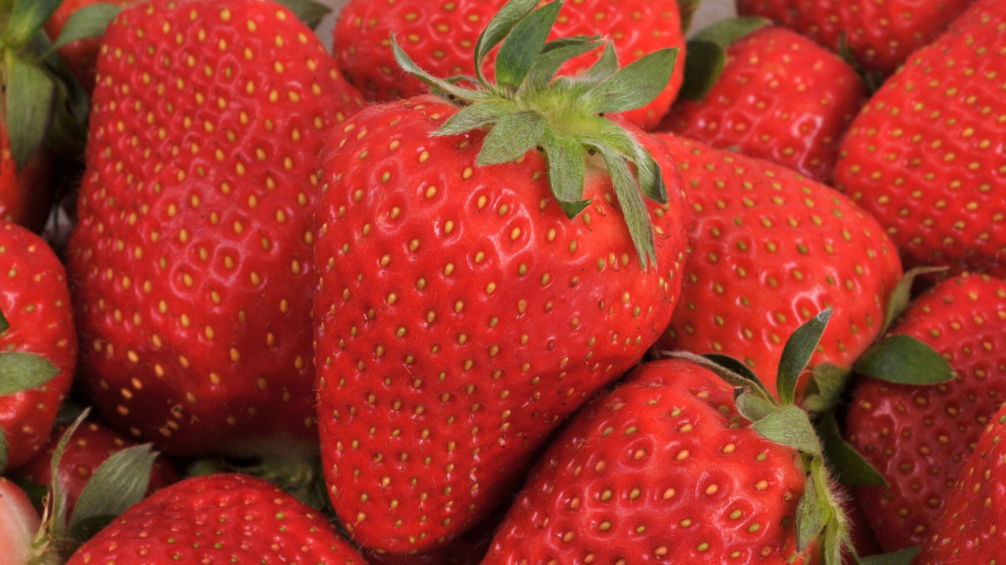 Le midi | Bob le Chef raconte l'histoire de la fraise! — 98.5 Montréal