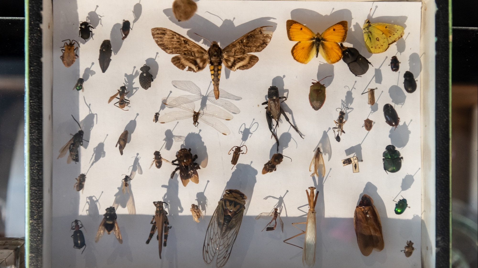 Du 26 au 28 juillet | 2e édition de Les Butineries à l'Insectarium — 98 ...