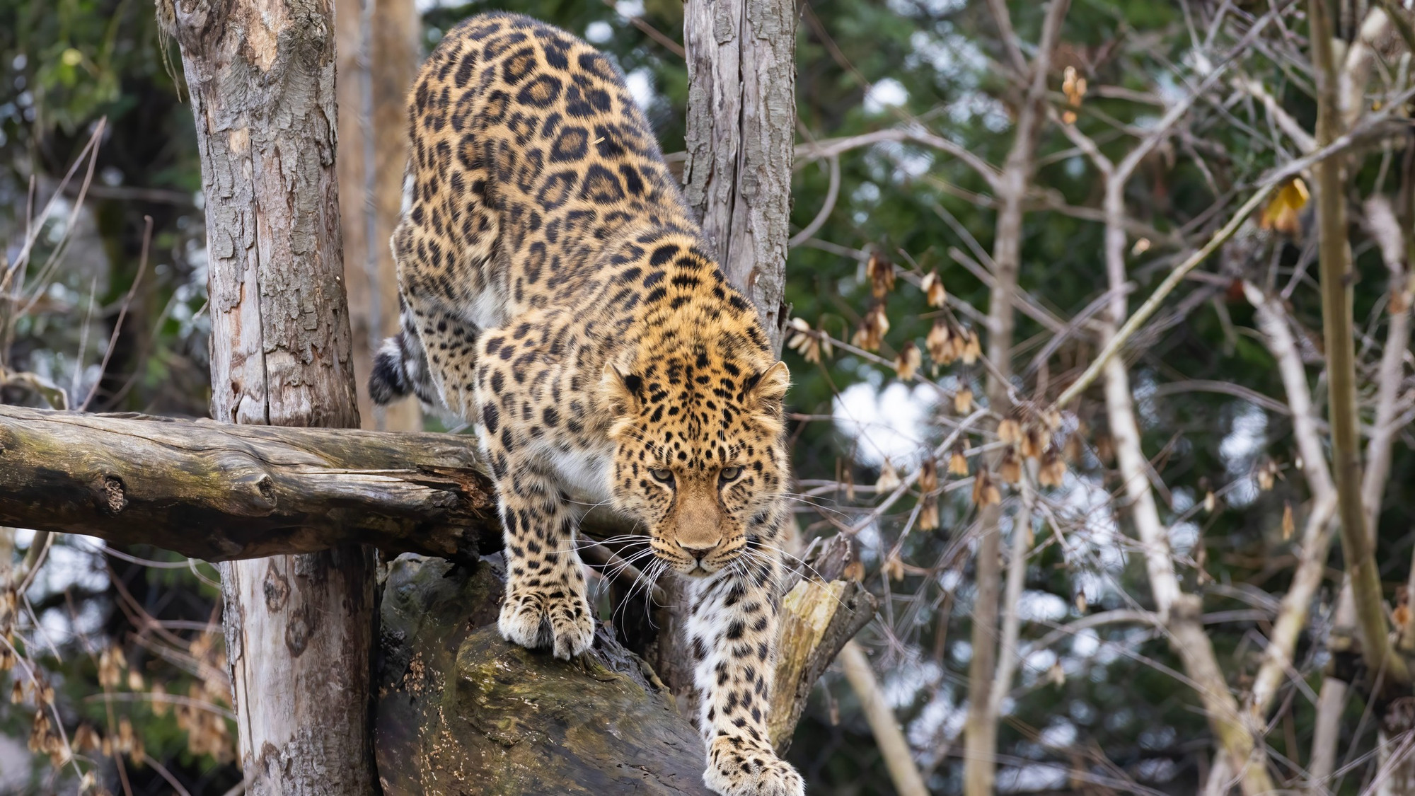 130 employés du Zoo de Granby en grève | Est-ce que la grève pourrait ...