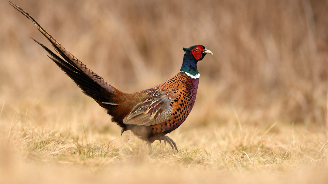 Photos De Chasse Au Faisan