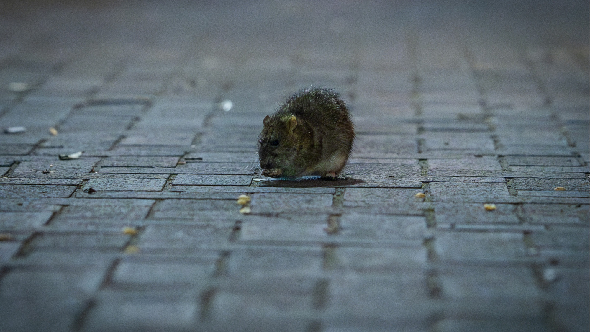 Comment la ville de Marseille a enrayé son problème de rats — 98.5 Montréal