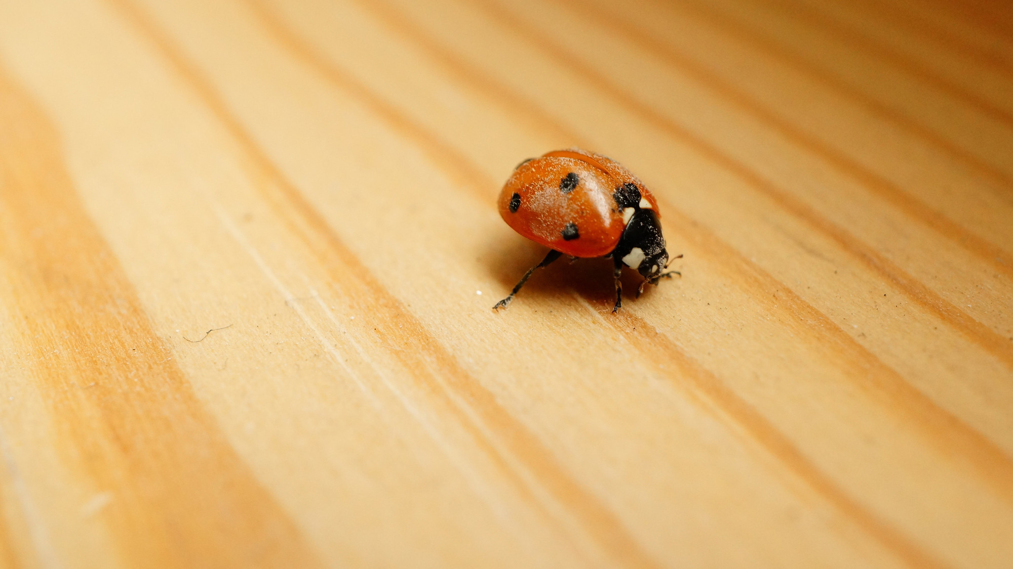 Les coccinelles sont partout | Les bébittes d'Halloween dans l'oeil de ...