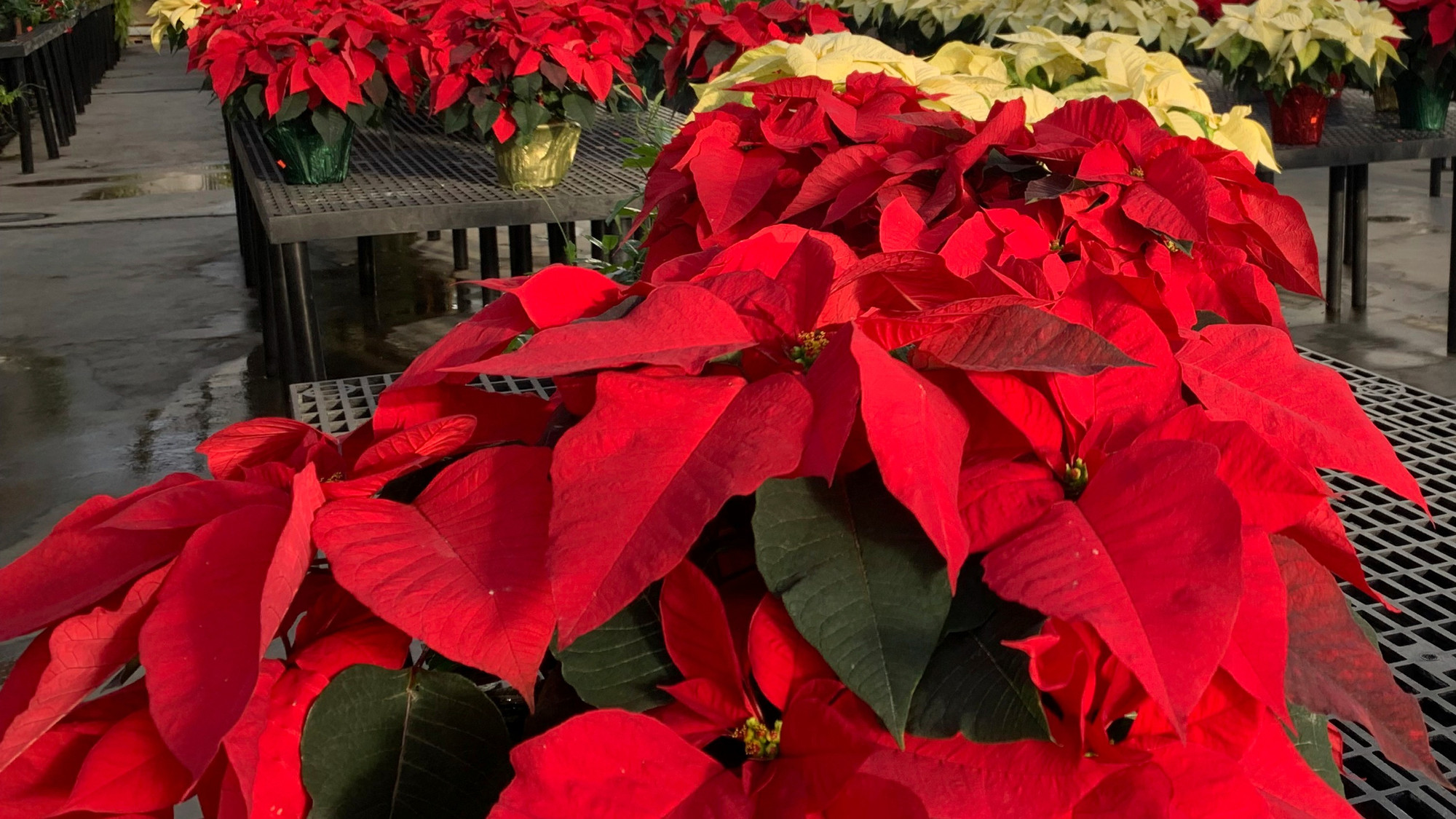 Plante de Noël | Le poinsettia, une plante à 1,5 milliard de dollars ...