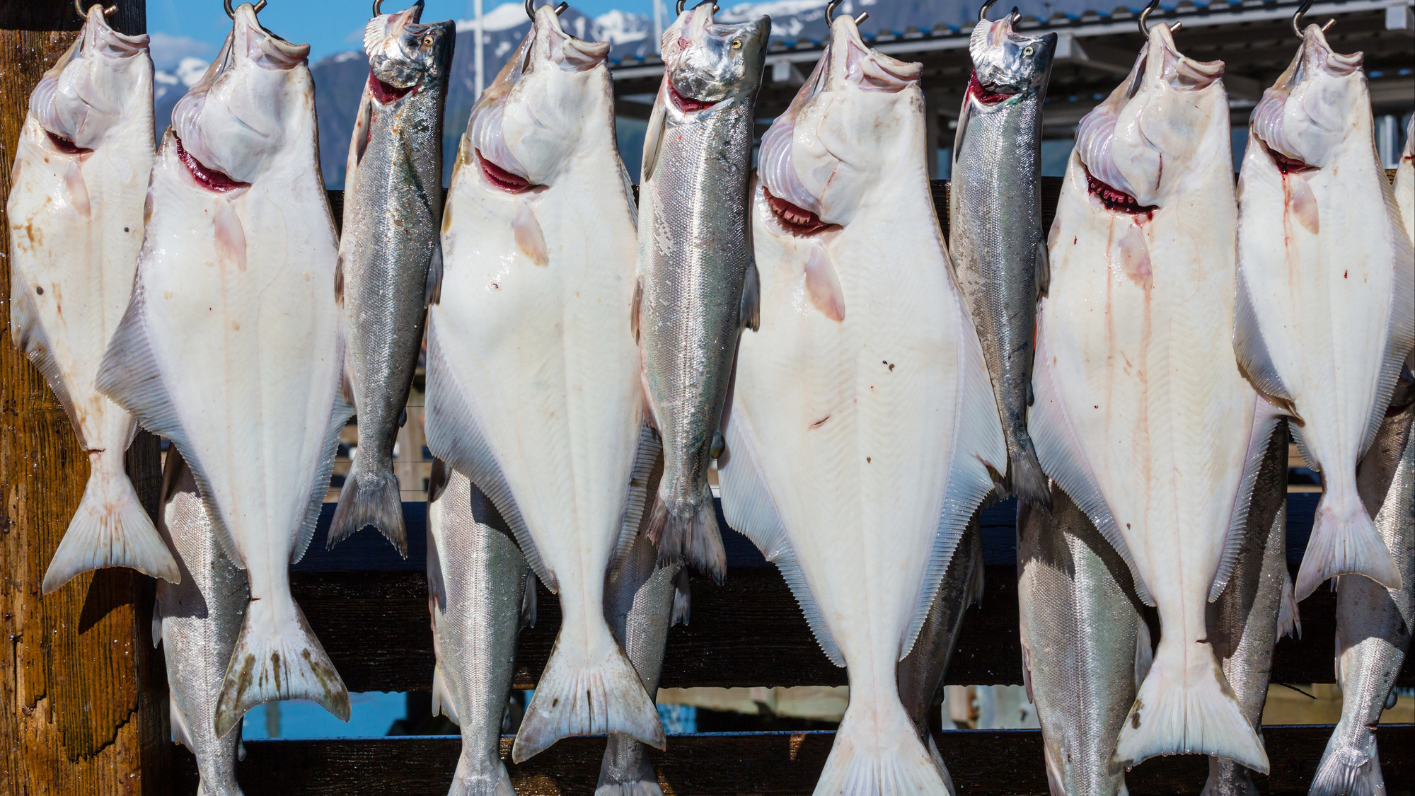 Sortie de pêche scientifique | Un flétan de l'Atlantique de 195 livres ...