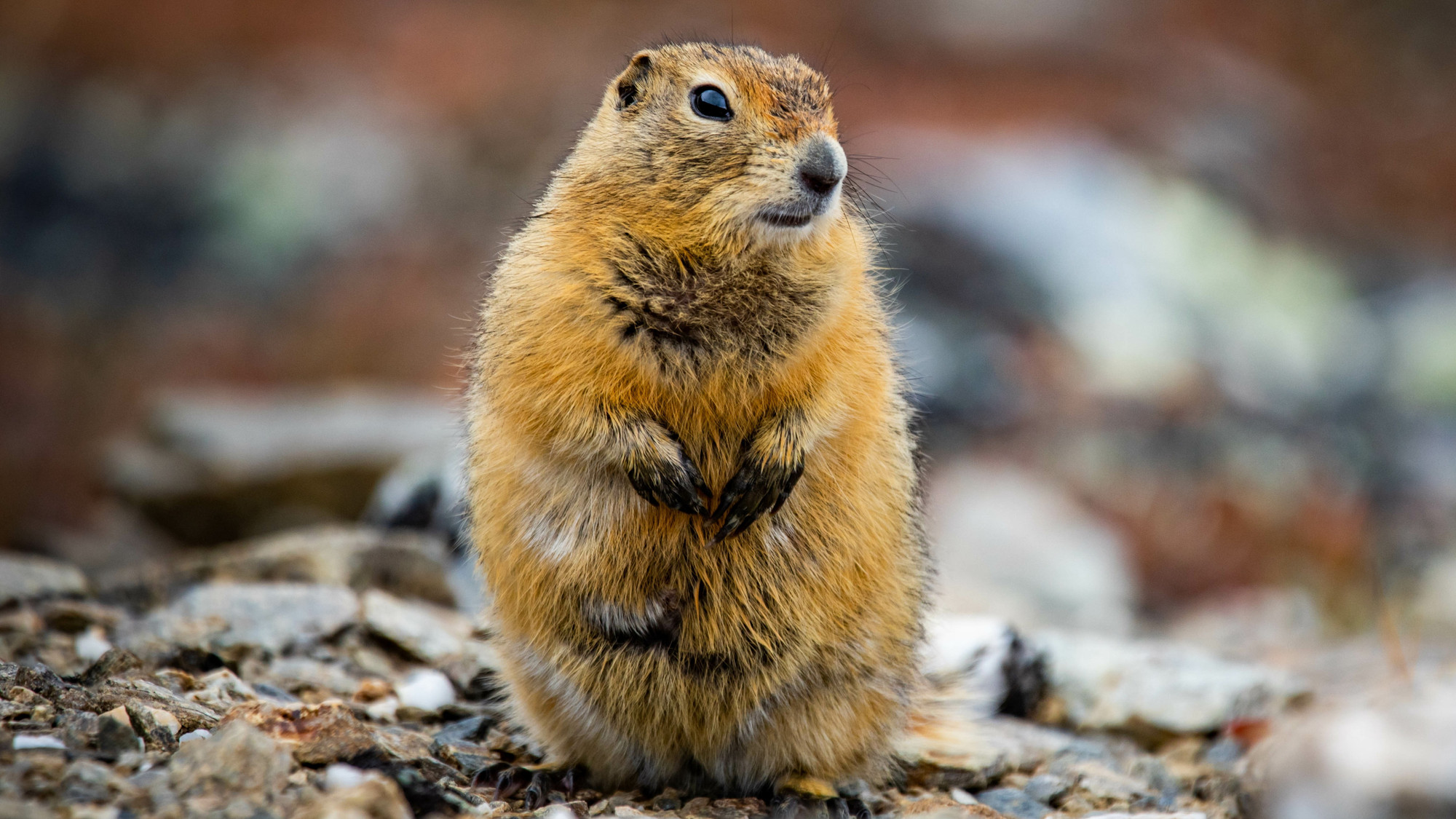 Groundhog Day predicts 6 more weeks of winter! — The Beat 92.5