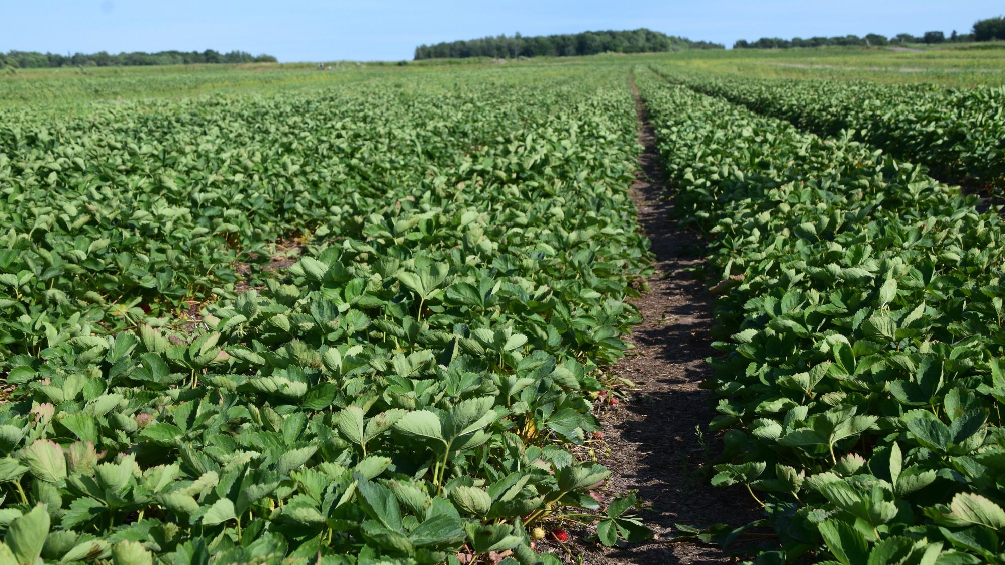 Nuages et pluie au Québec | Météo peu clémente: un retard dans la ...