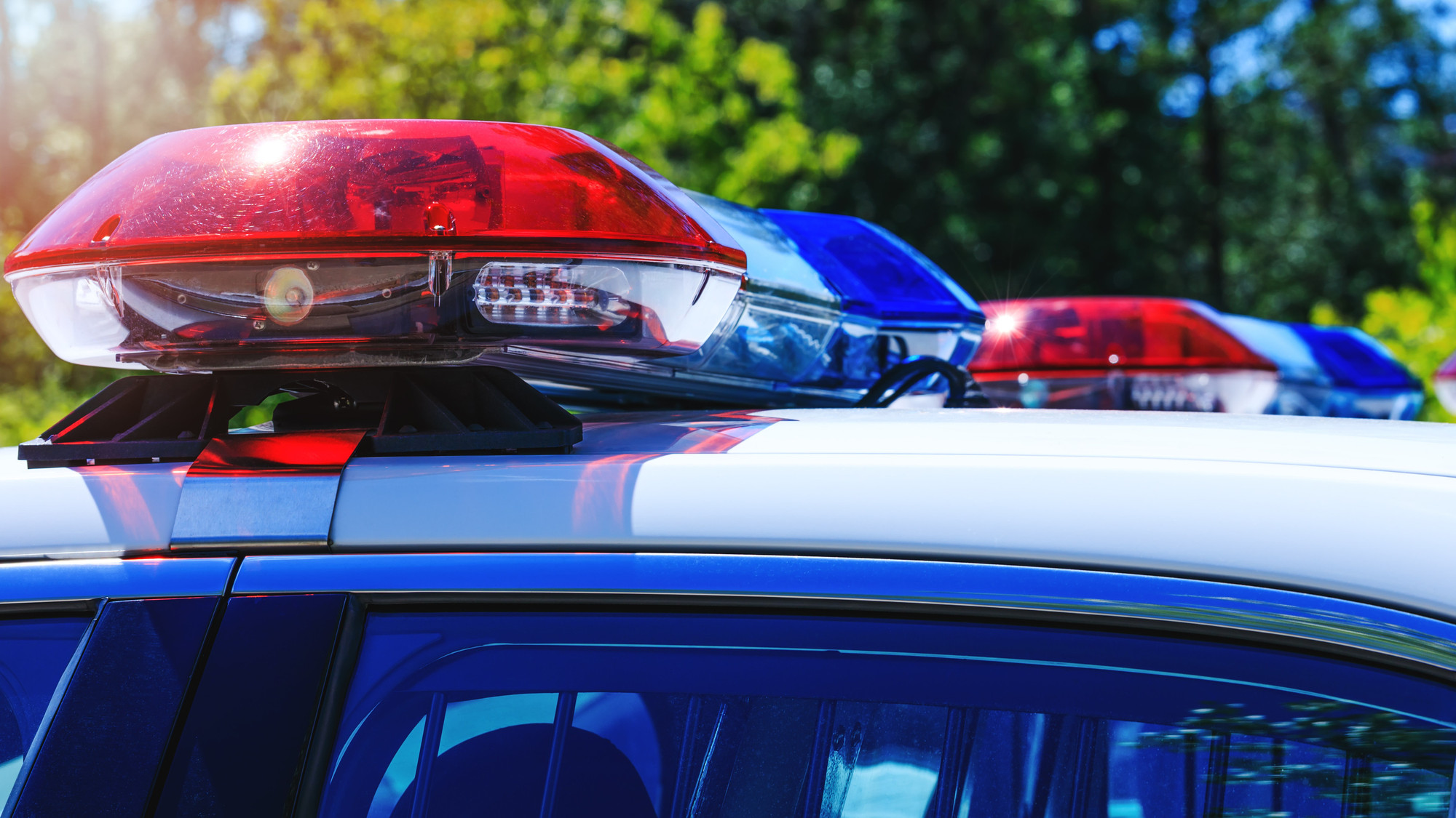 Une femme est gravement blessée | Attaquée par des chiens: «Il y a eu ...