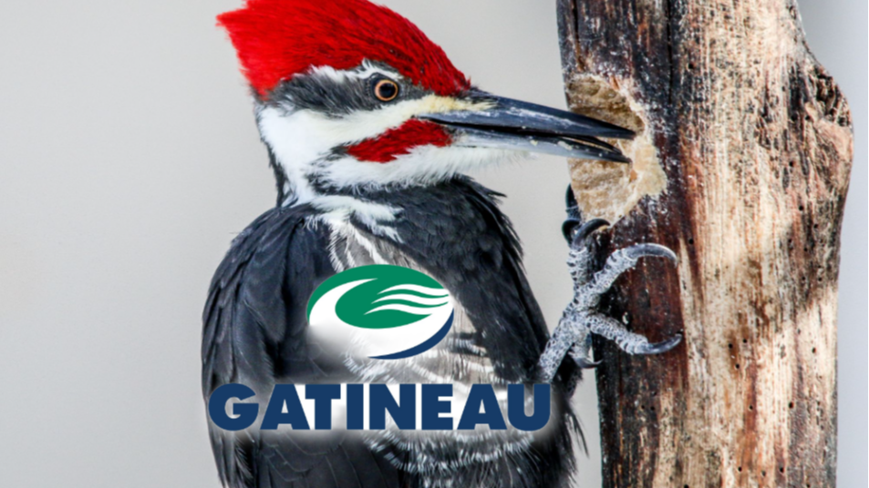 La Ville se choisit un oiseau | Le Grand Pic devient un emblème ...