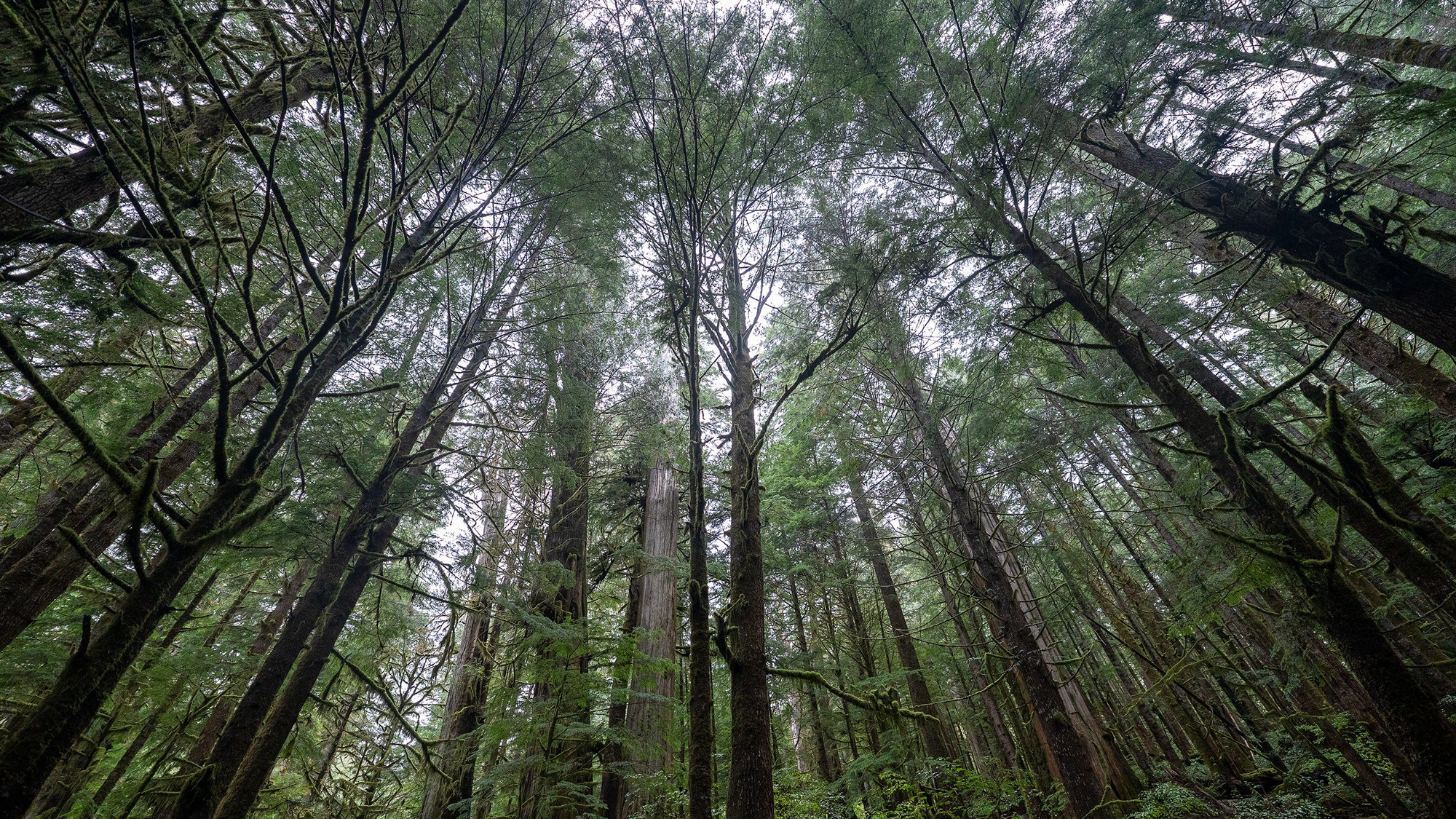 Blocus et barrages forestiers | «Je suis pas fâché contre les ...