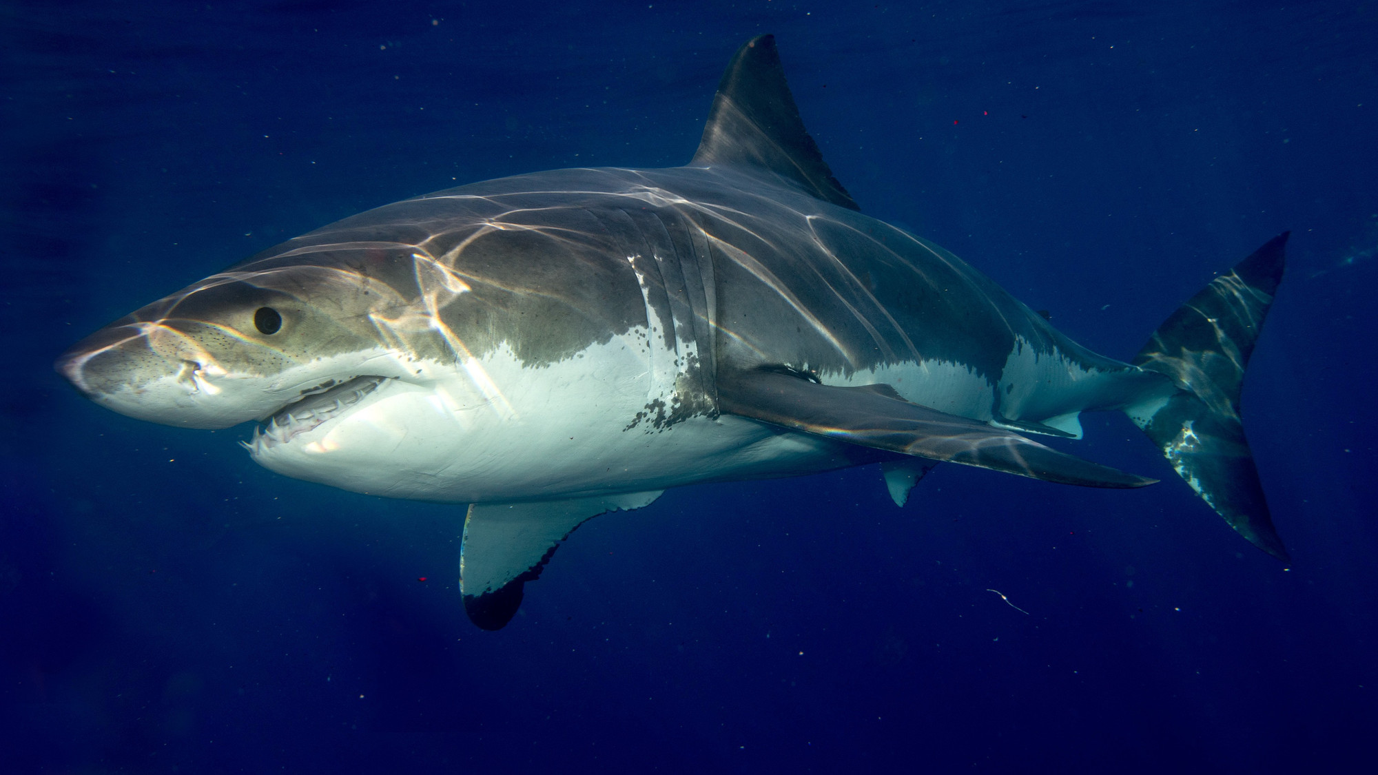 La grande surprise d'un pêcheur gaspésien | Un tête-à-tête avec un ...