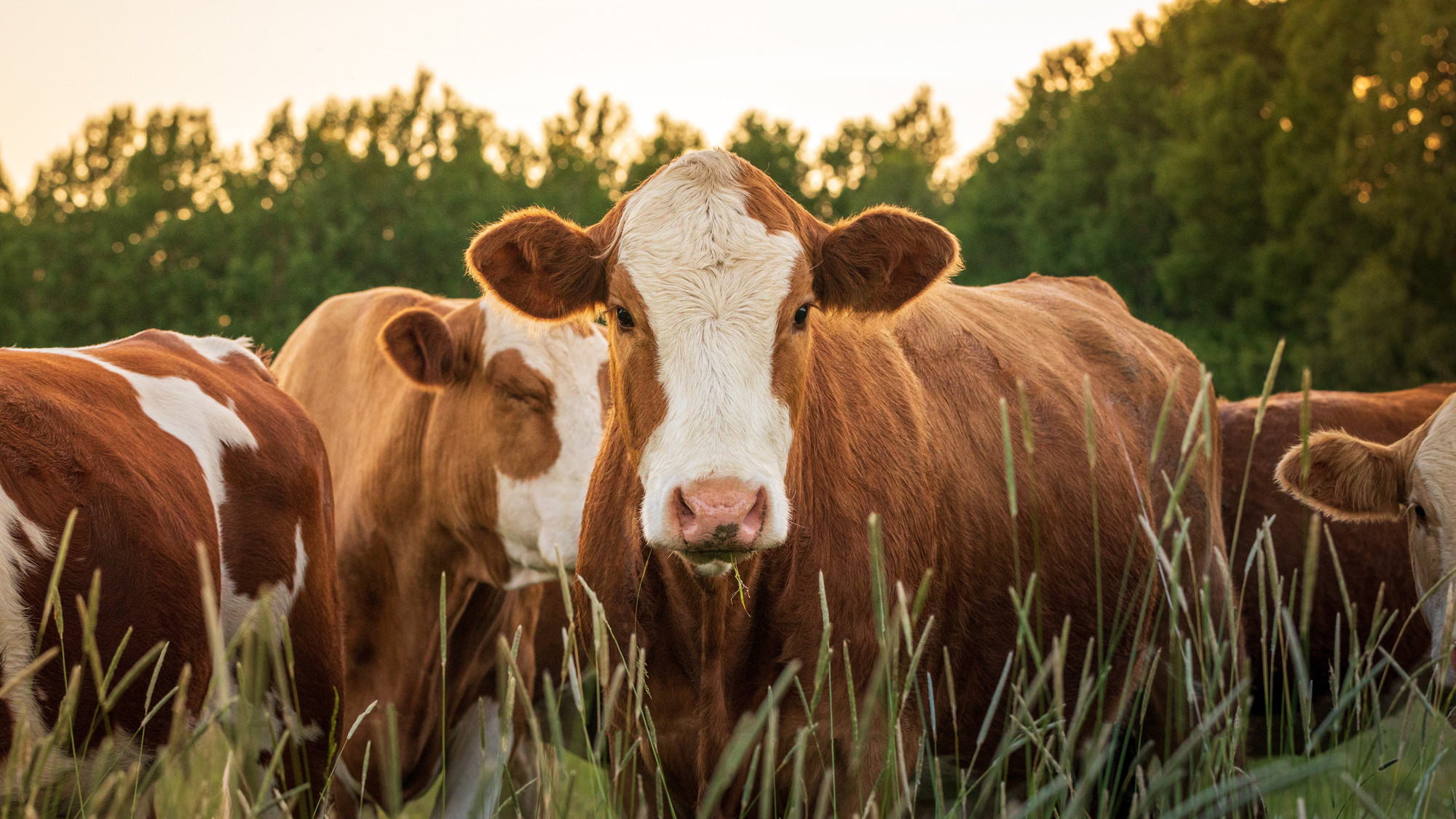 Anuellement 100 000 bêtes envoyées aux É-U | «Ces vaches pourraient ...